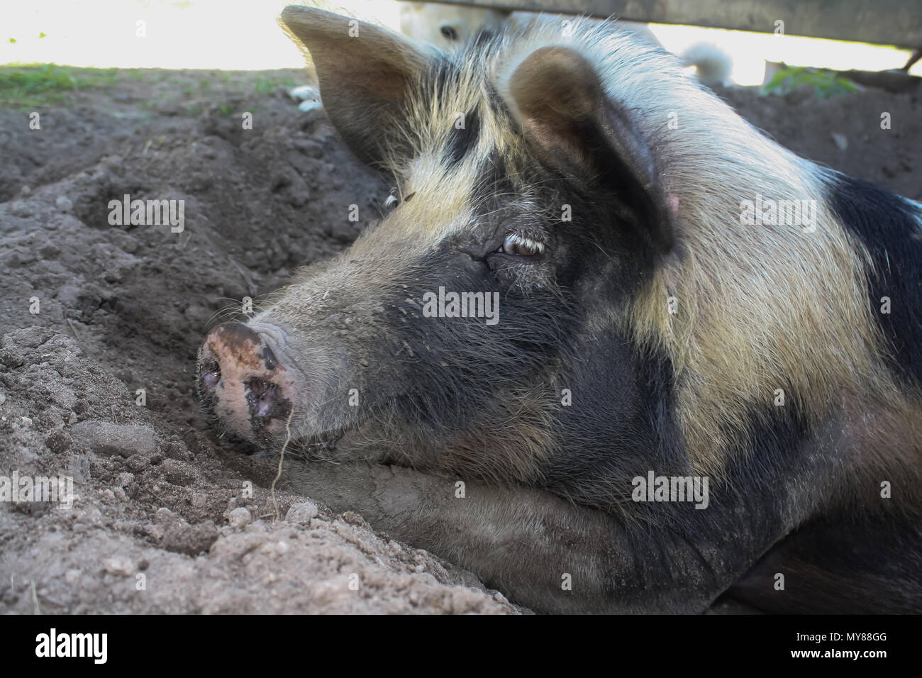 big dirty pig closeup Stock Photo - Alamy