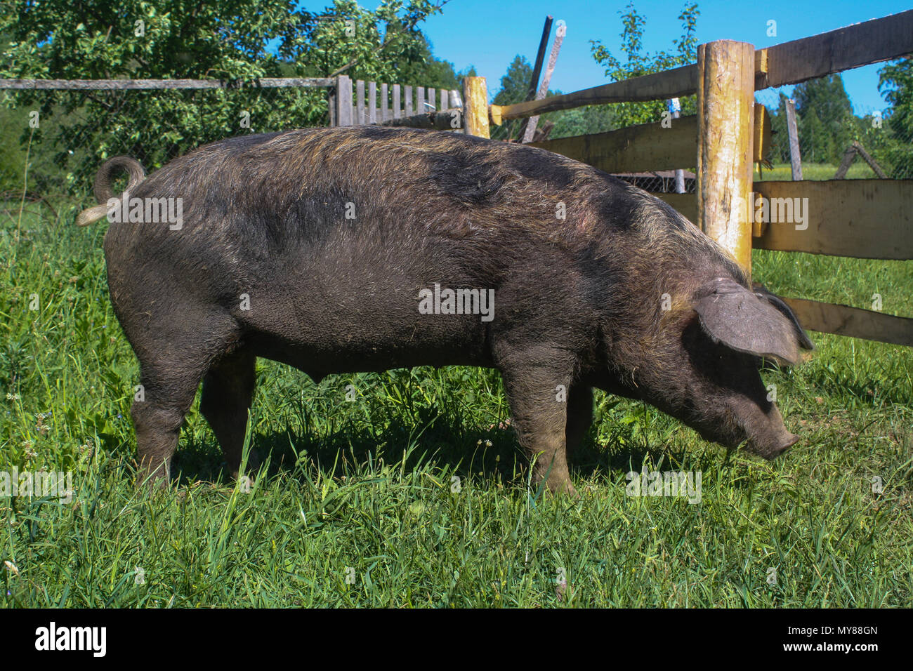 Dirty pig hi-res stock photography and images - Alamy