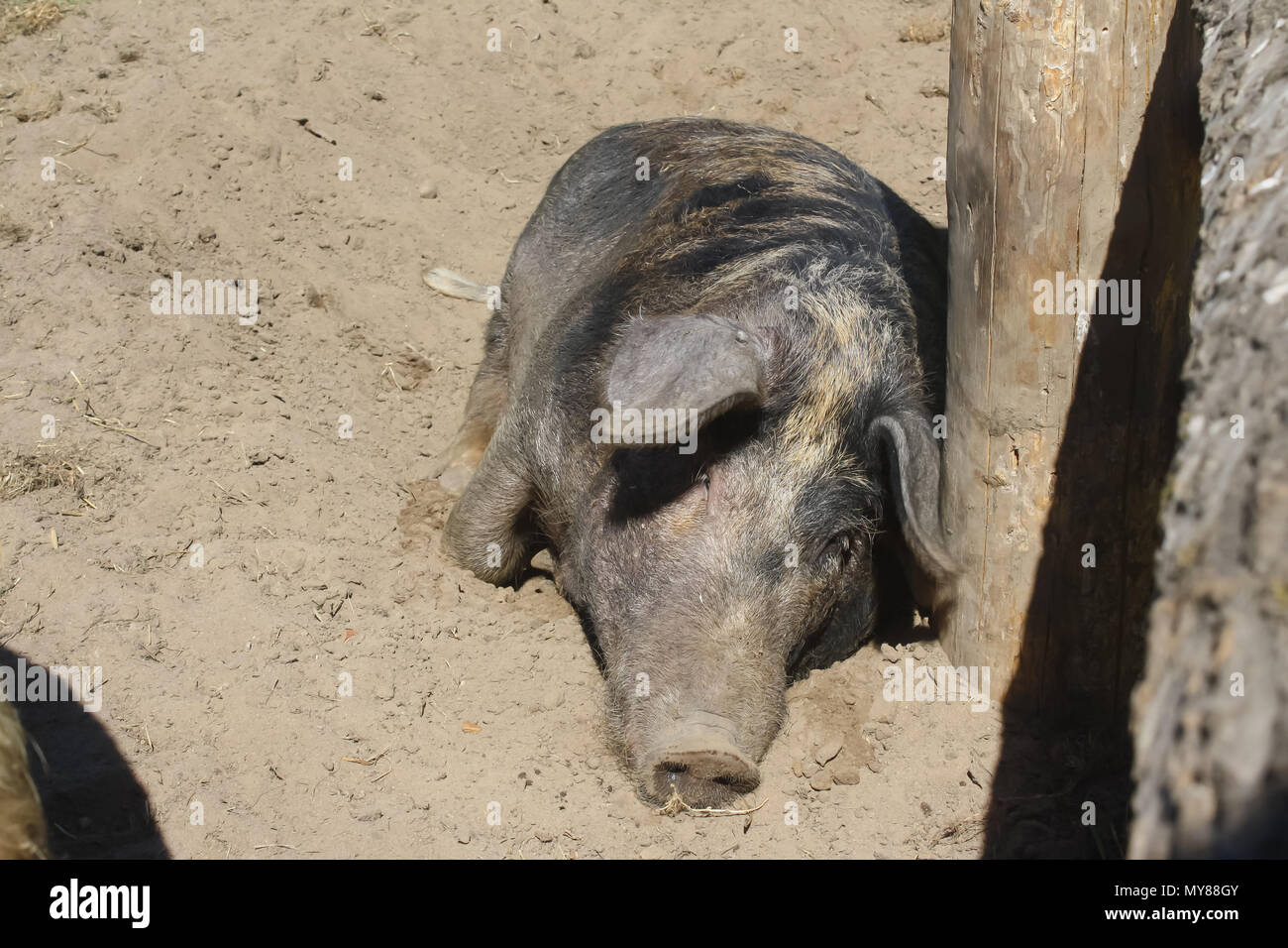 Dirty pig hi-res stock photography and images - Alamy