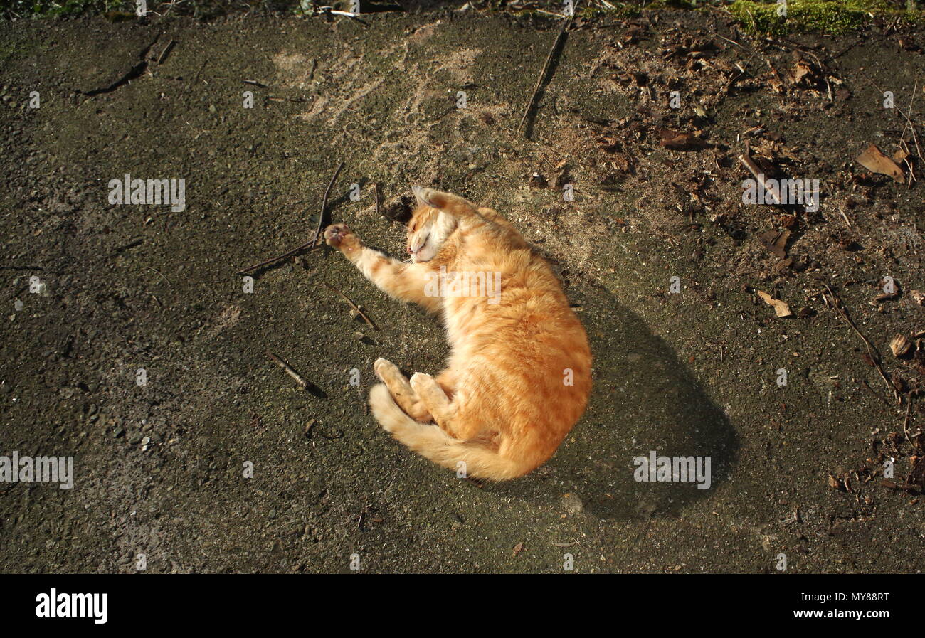 Cat sleeping on patio hi-res stock photography and images - Alamy