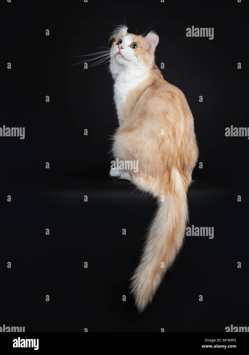 Curled up on its back hi-res stock photography and images - Alamy