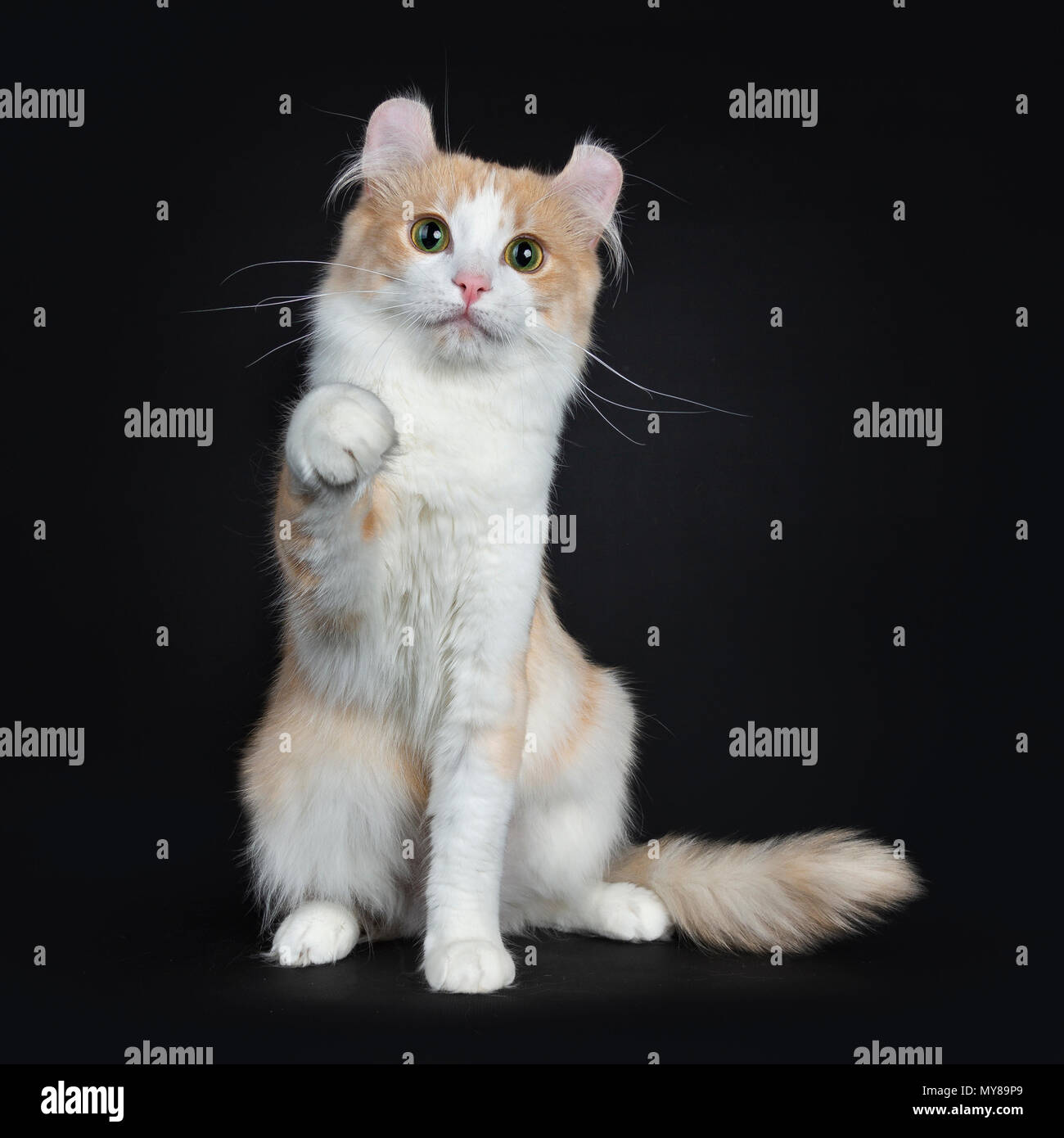 Creme with white adult American Curl cat on black background with paw ...