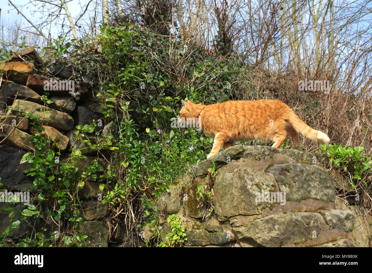 Ginger cat hunting in garden Stock Photo - Alamy