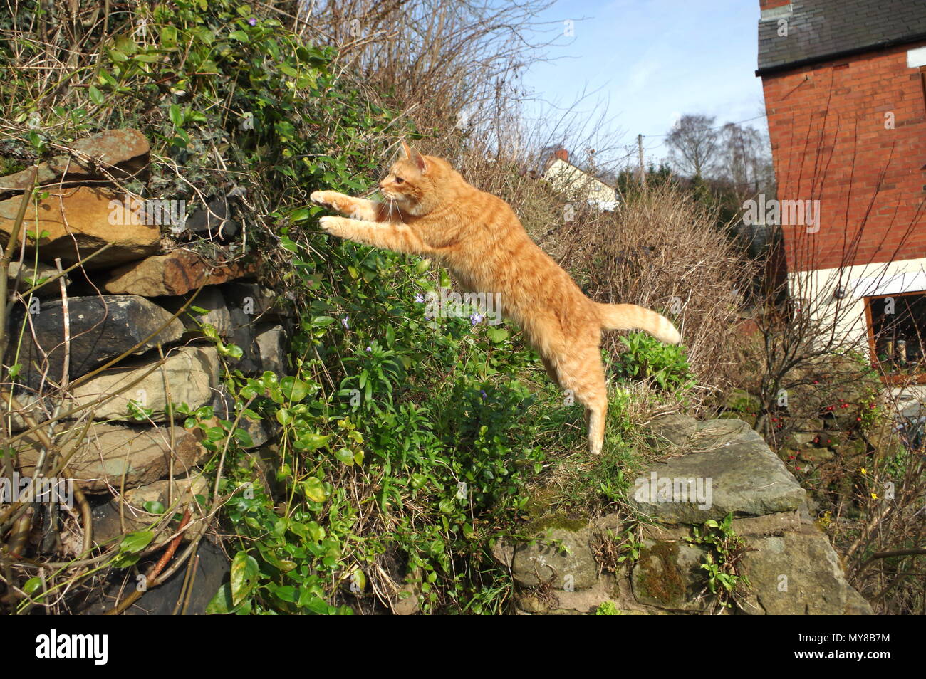 Ginger cat hunting in garden Stock Photo - Alamy