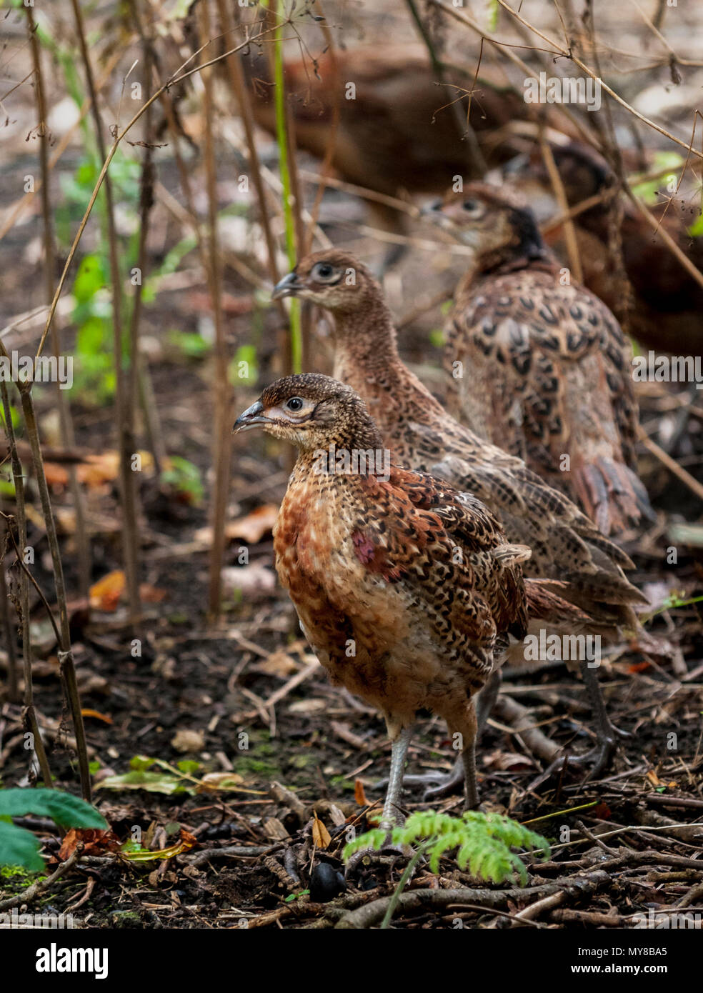 Pheasant pen raptor hi-res stock photography and images - Alamy