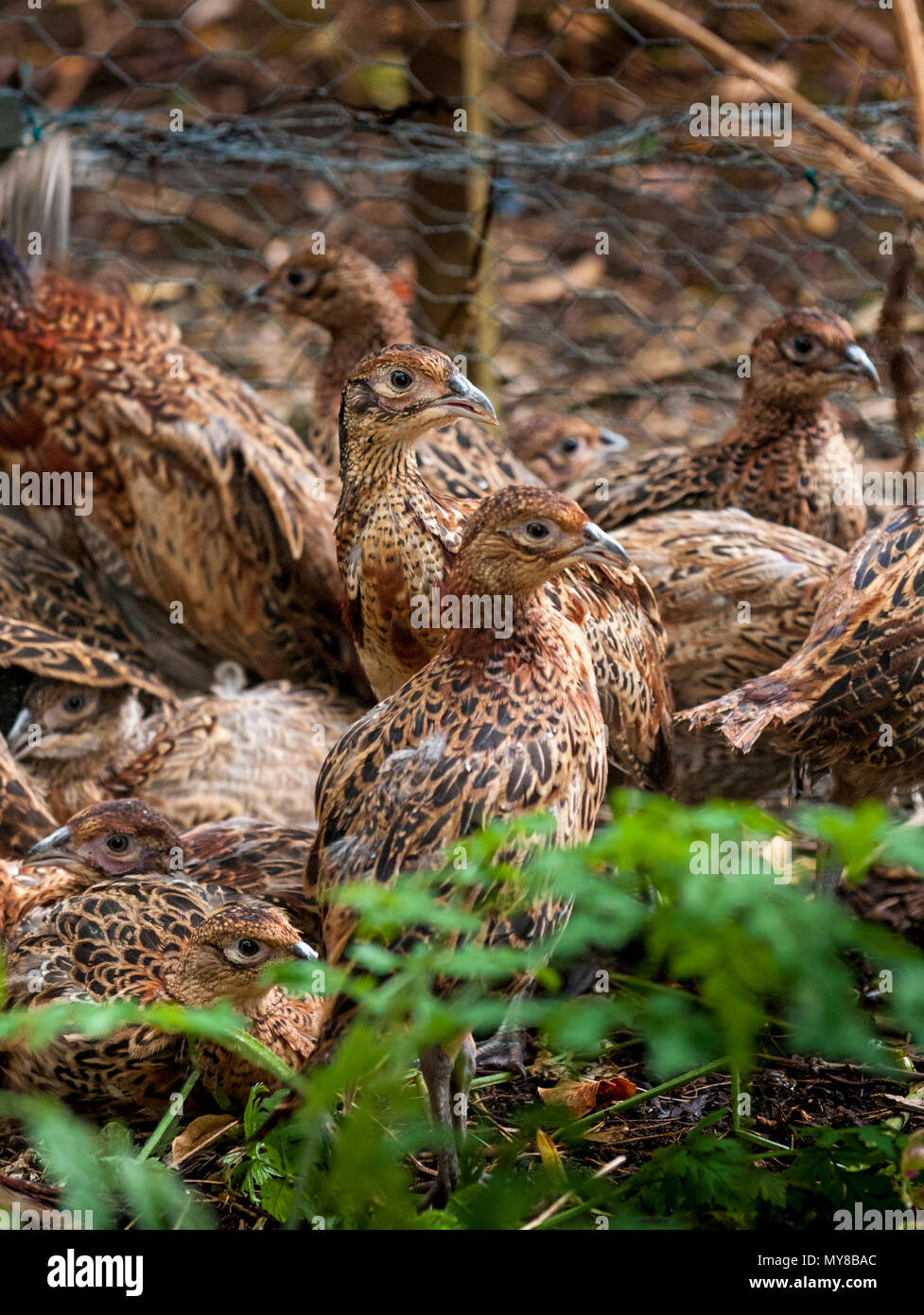 Animal dealer hi-res stock photography and images - Alamy