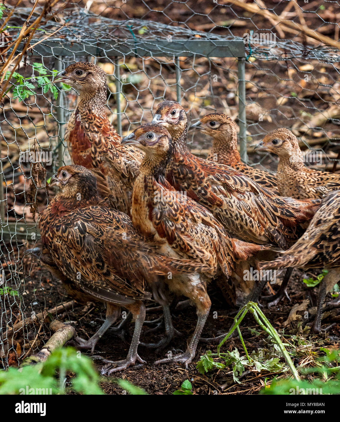 Seven week old pheasant chicks, often known as poults, after just being ...