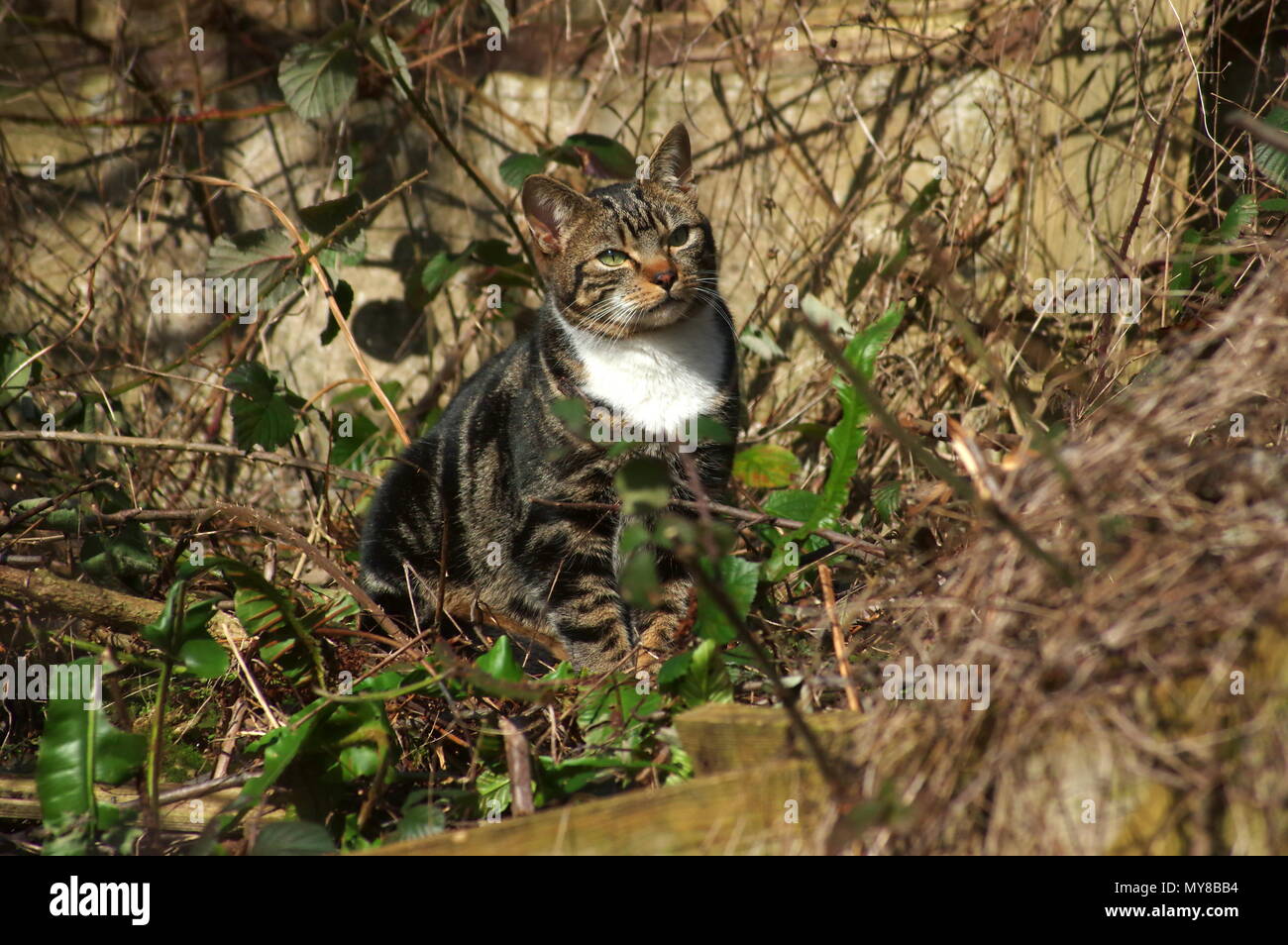 Tabby cat in overgrown garden Stock Photo - Alamy