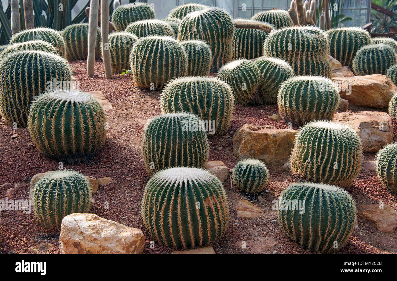 Golden ball cacti Queen Sirikit Botanical Garden Mae Rim District ...