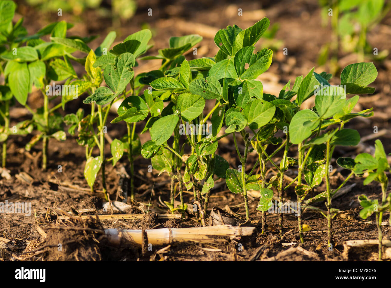 the sights of spring young soybean plants in the fields Stock Photo - Alamy