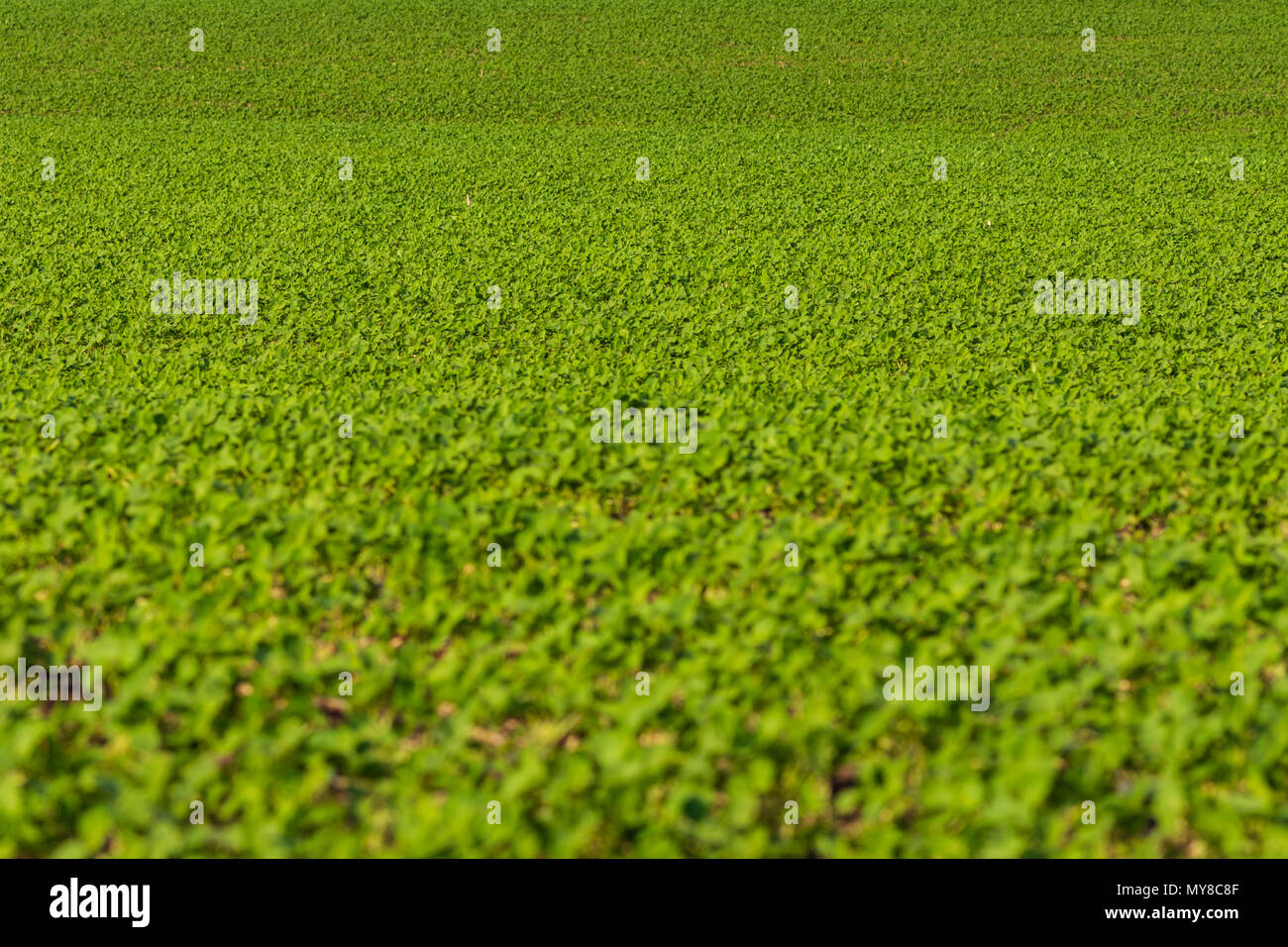Soybean cultivation hi-res stock photography and images - Alamy