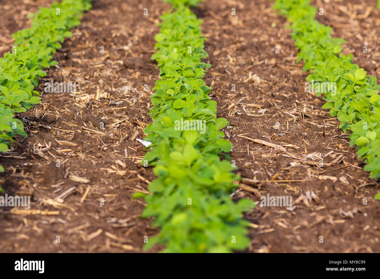 the sights of spring a row of soybean plants in a midwestern field ...
