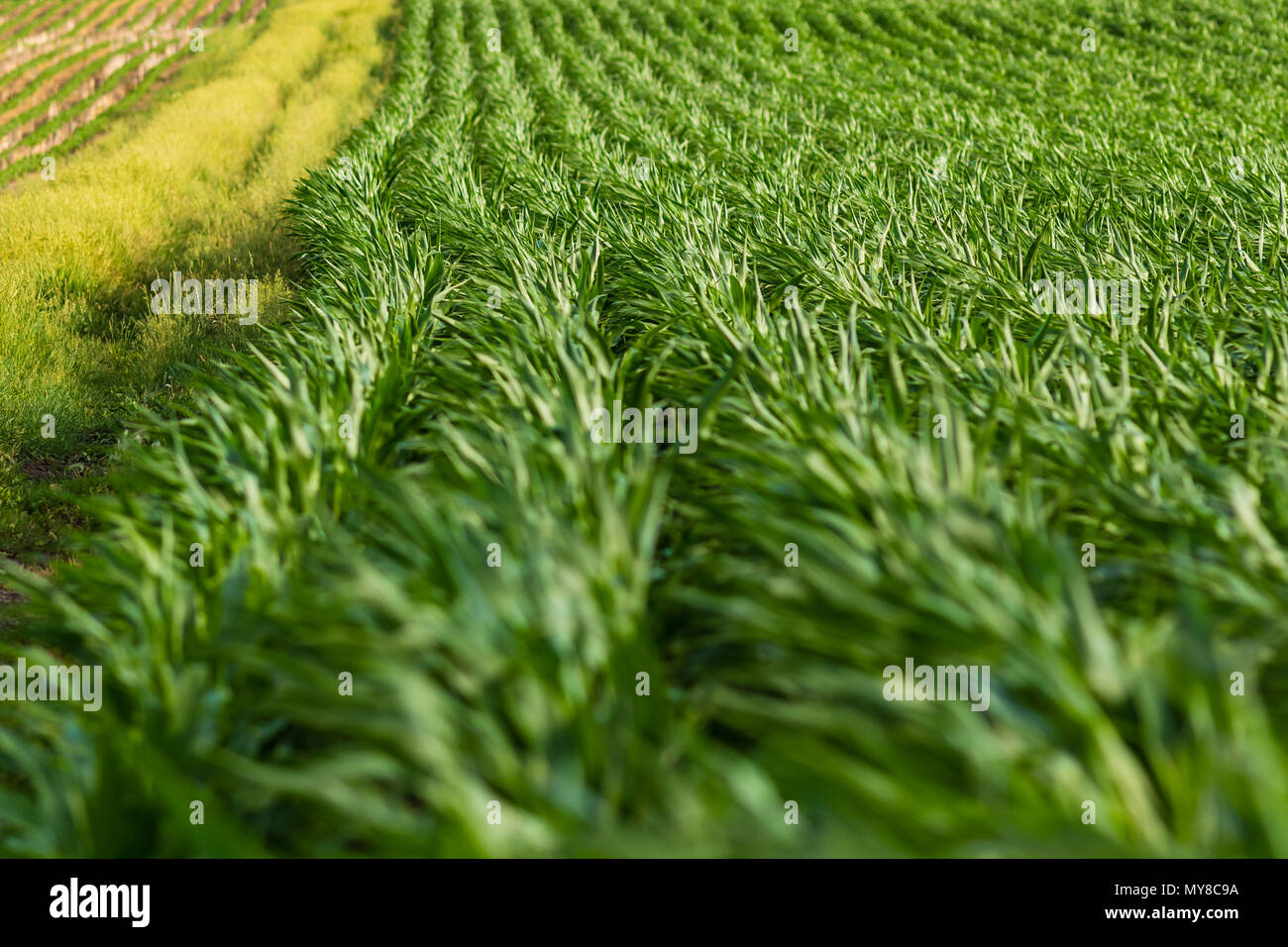 Maize plants growing in windy hi-res stock photography and images - Alamy