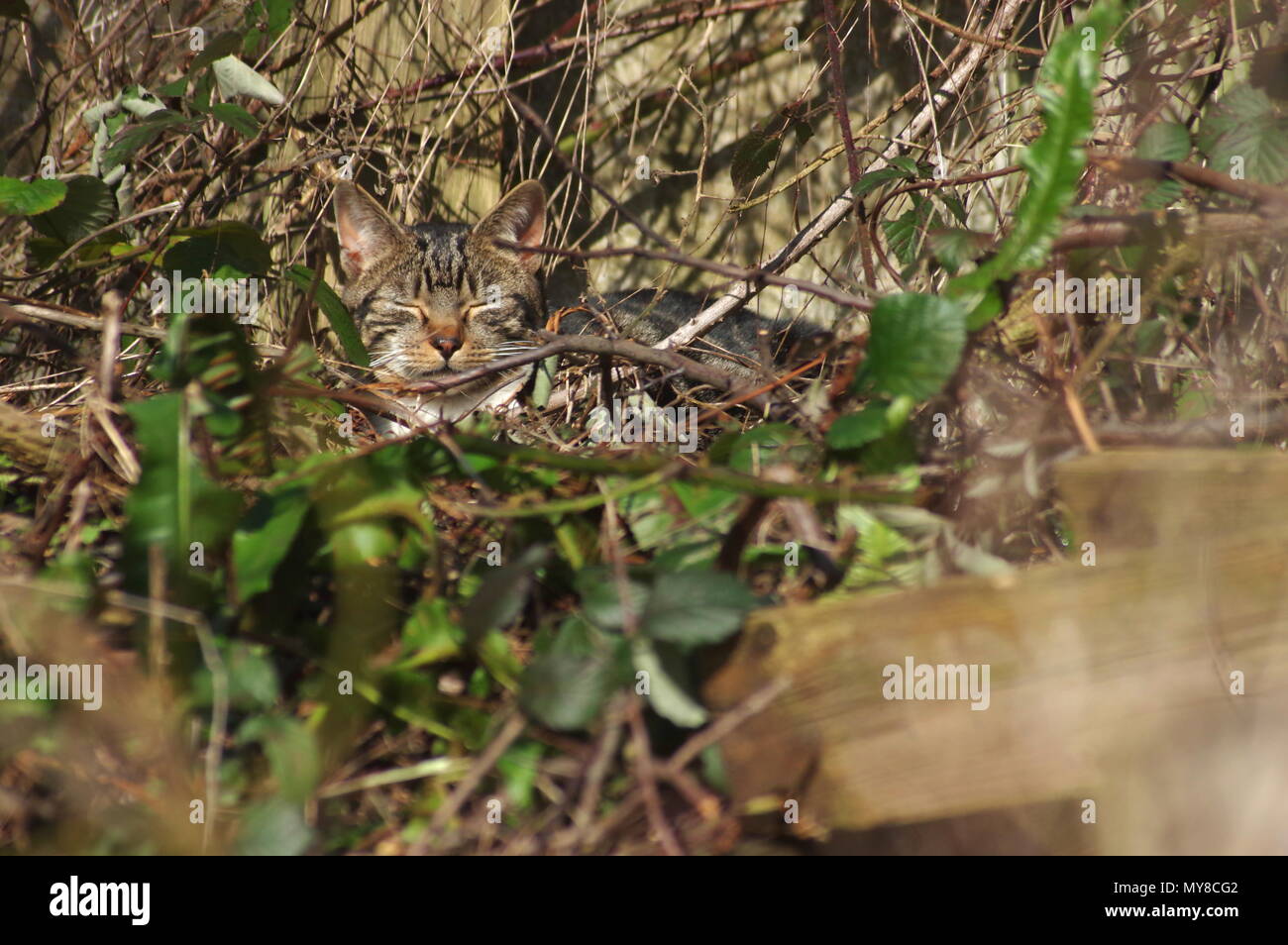 Tabby cat in overgrown garden Stock Photo - Alamy