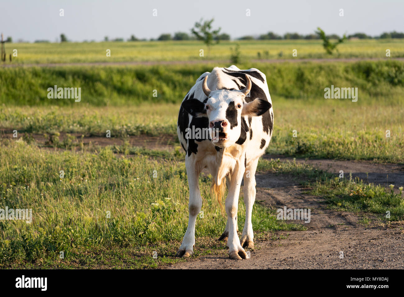 Black cow white spots hi-res stock photography and images - Alamy
