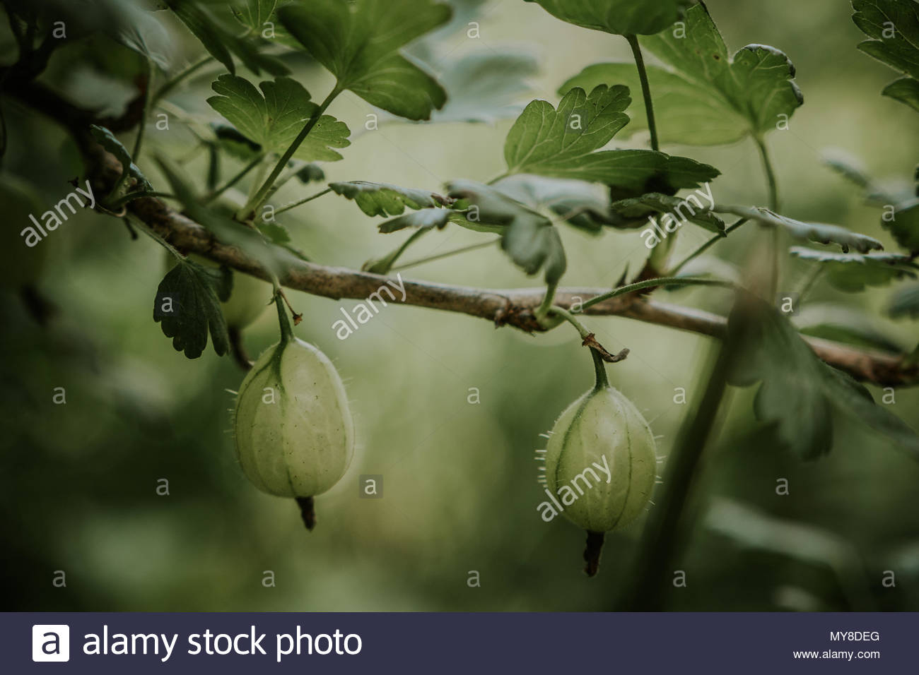 Gooseberry Tree Stock Photos & Gooseberry Tree Stock Images - Alamy
