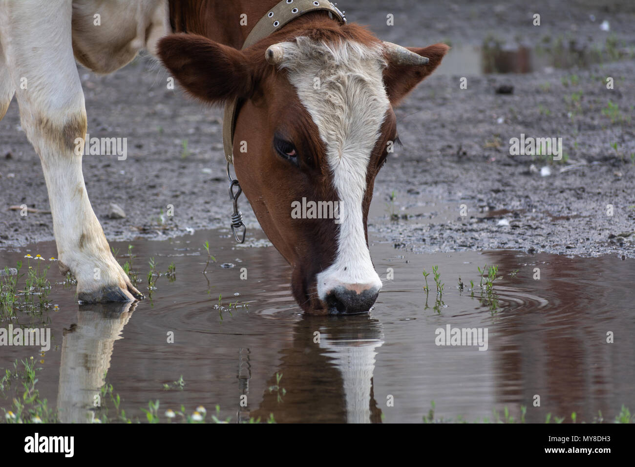 White-red cow drinking water from a puddle Stock Photo - Alamy