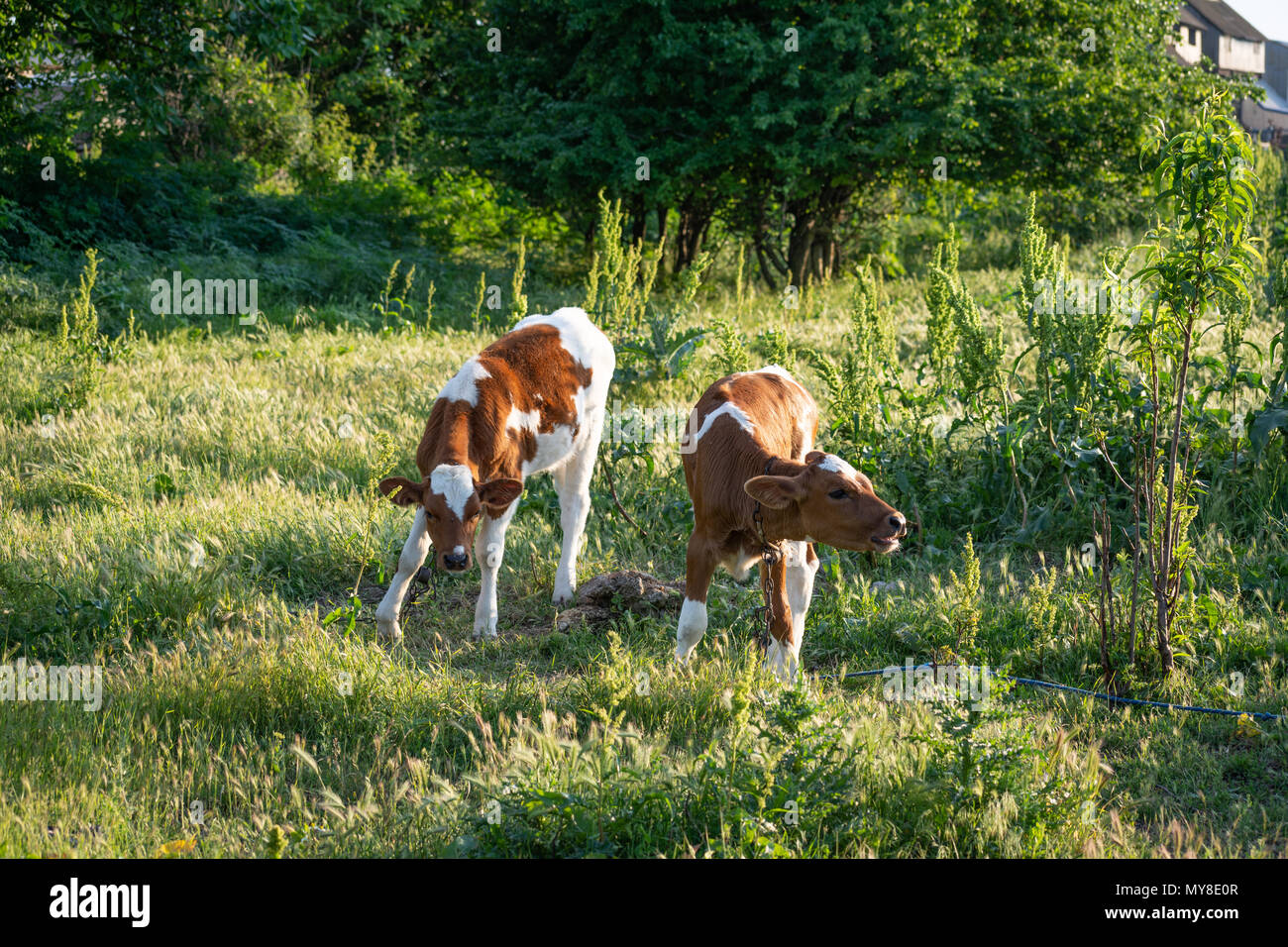 White calf grazing sunset hi-res stock photography and images - Alamy