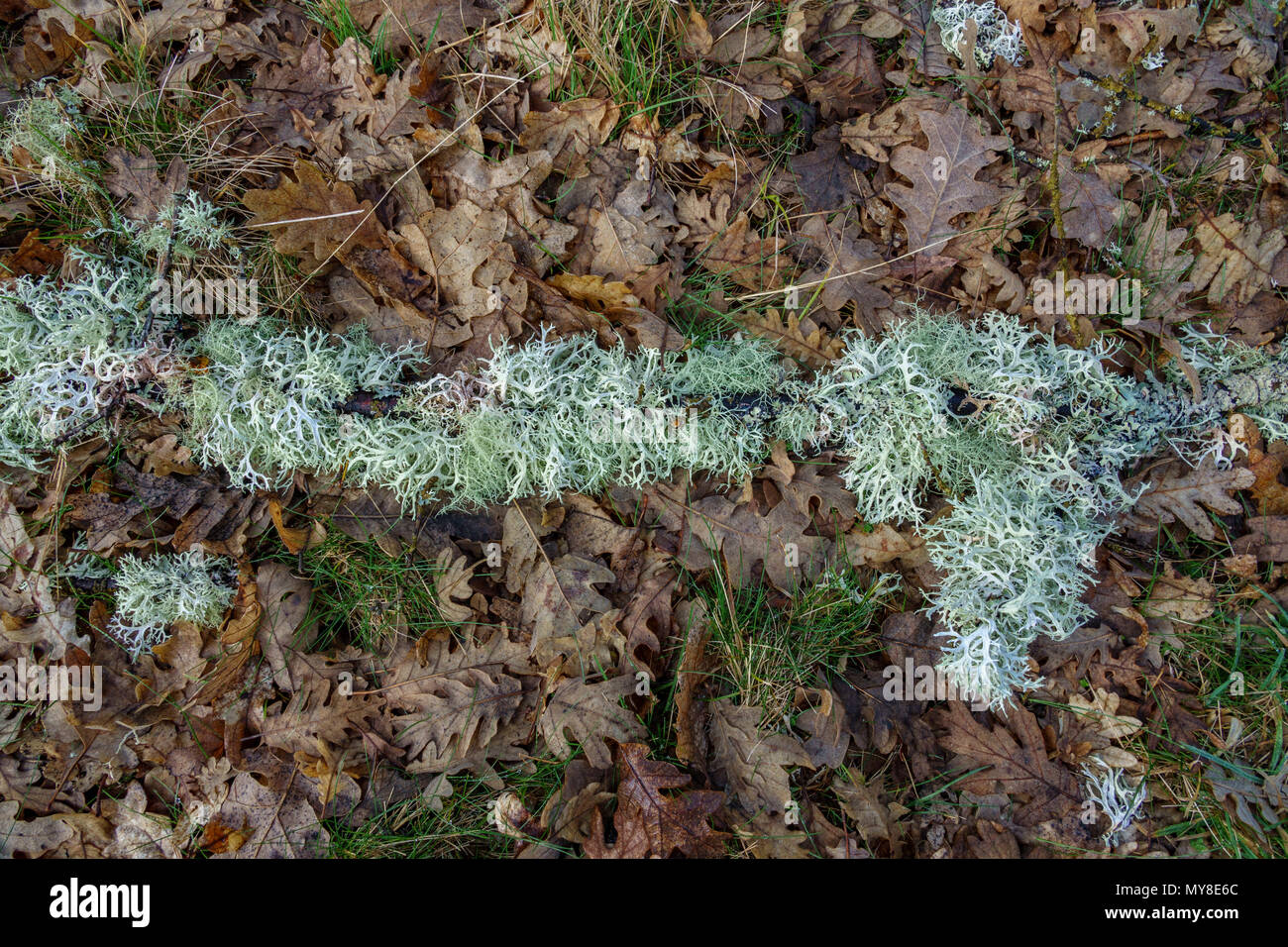 Oak moss lichen branch hi-res stock photography and images - Alamy