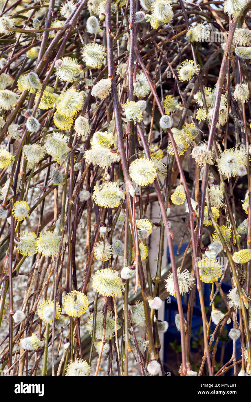 willow tree in full bloom with all its buds Stock Photo - Alamy