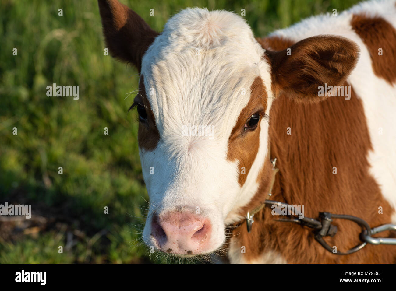 Calf meat hi-res stock photography and images - Alamy