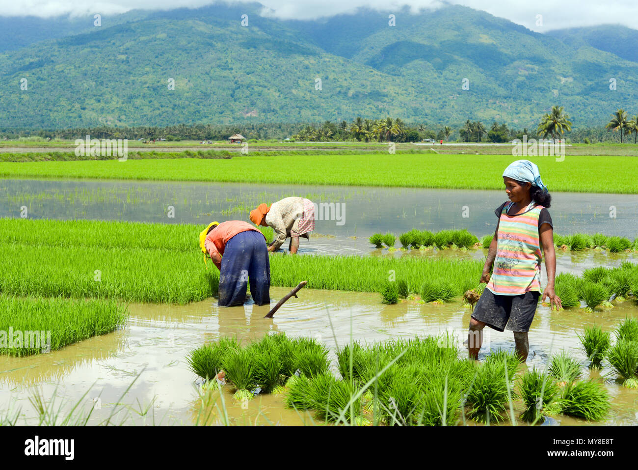manual labour in the Philippine rice fields of mindoro Stock Photo - Alamy