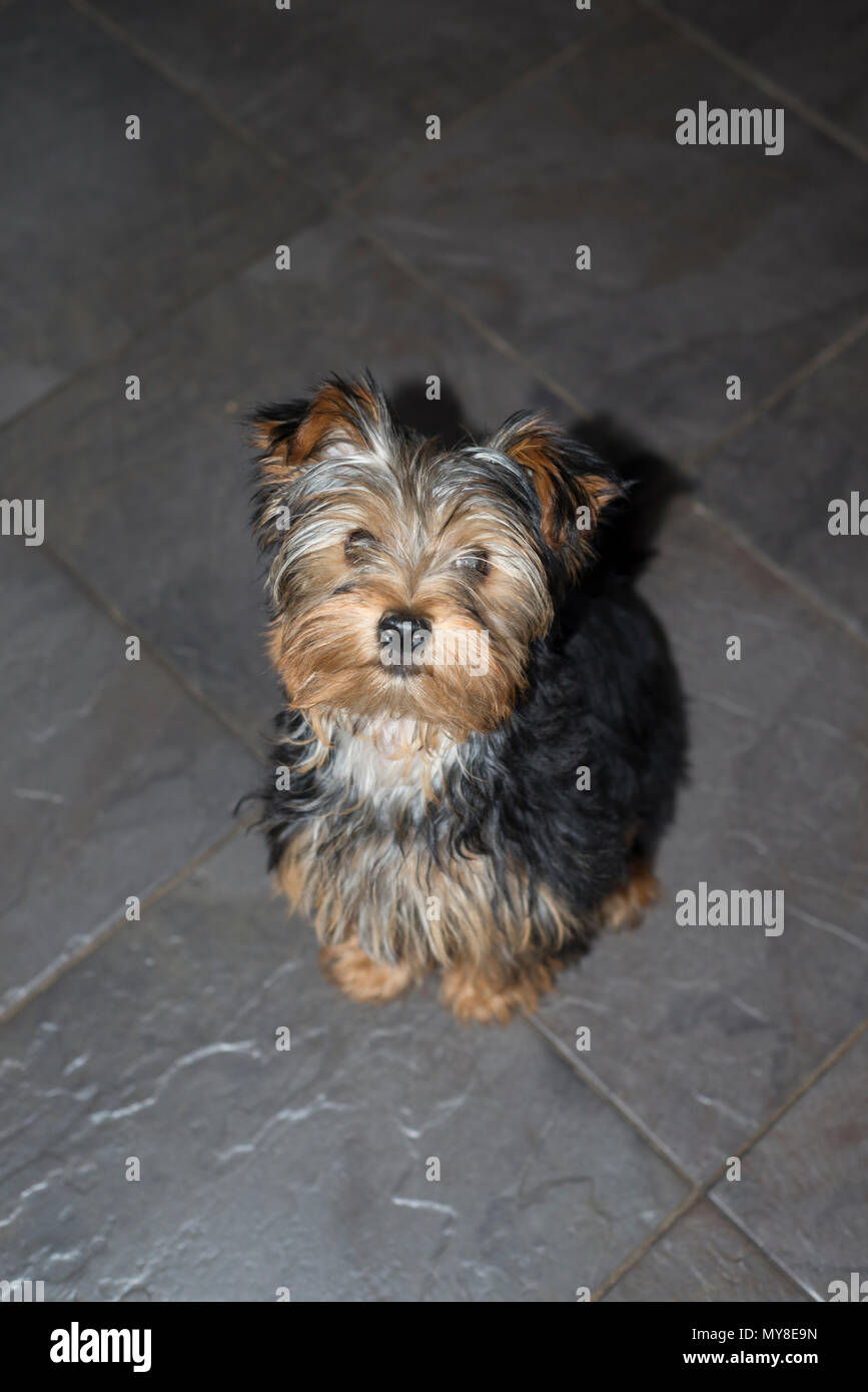 Mini yorkie hi-res stock photography and images - Alamy
