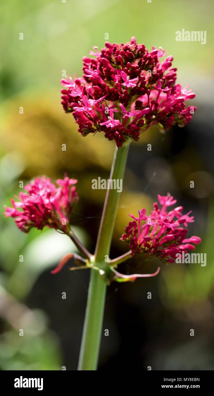 Pretty betsy hi-res stock photography and images - Alamy