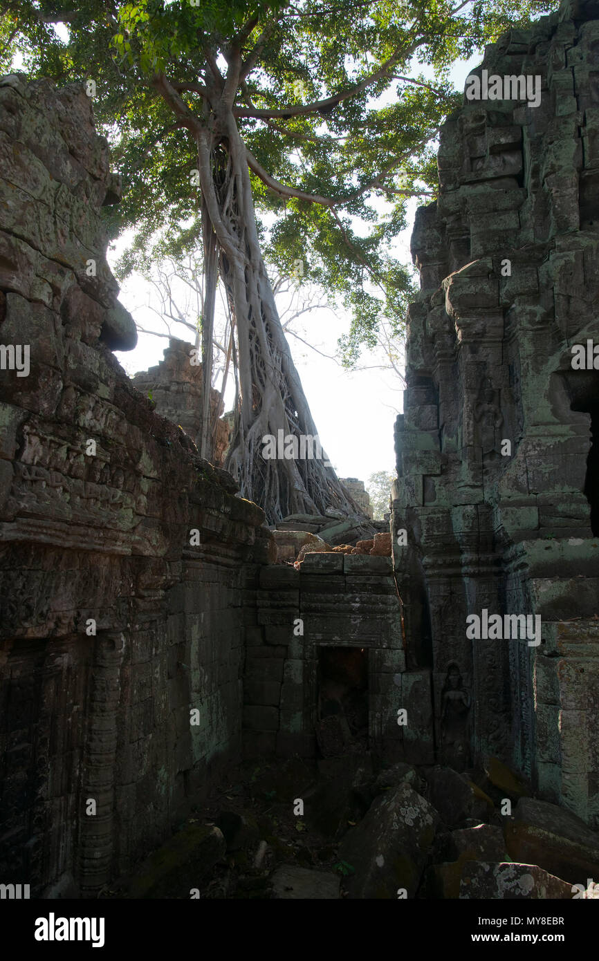 Siem reap Cambodia, Tree growing over Ta Prohm a 12th century temple in ...