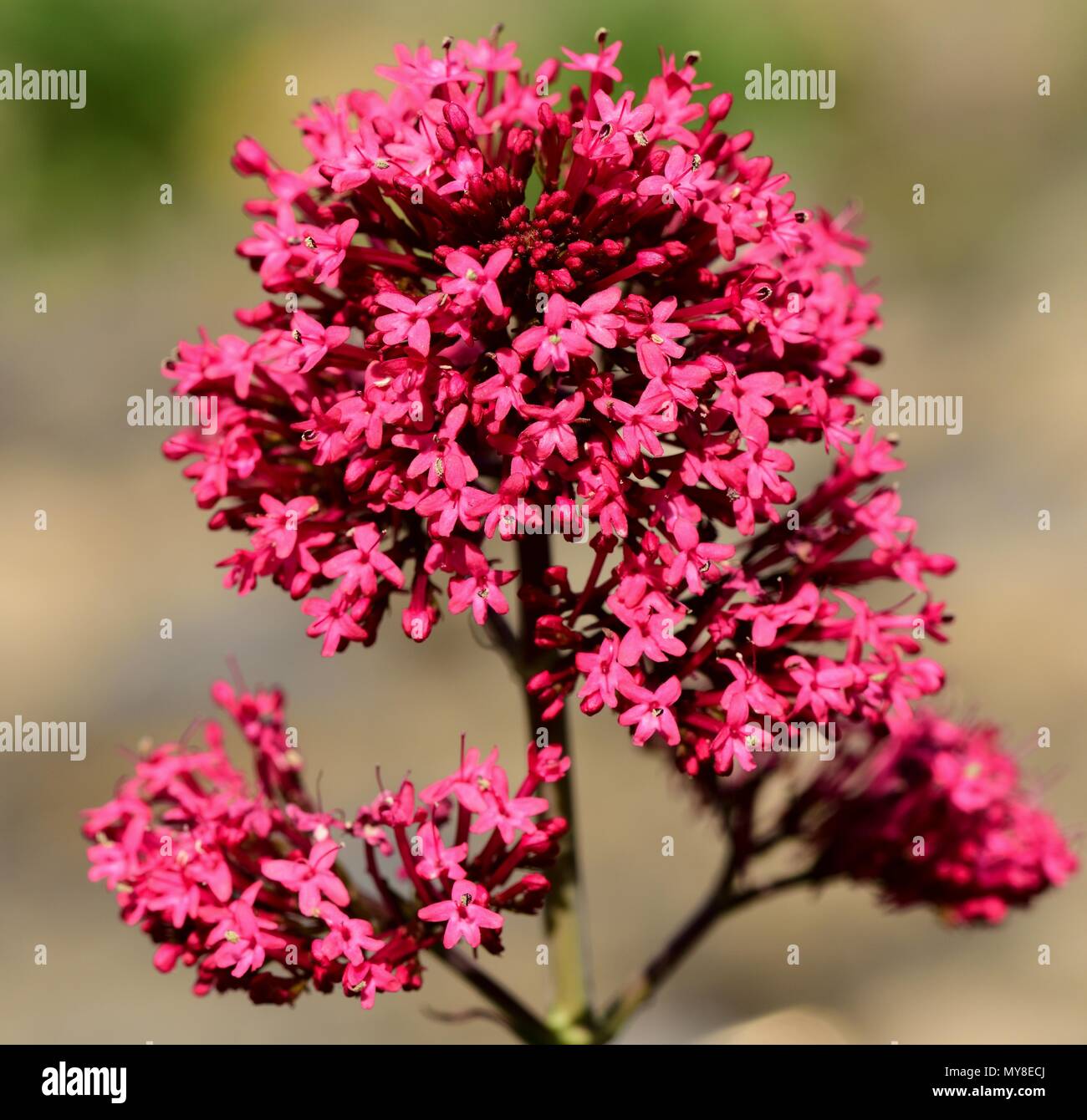 Pretty betsy hi-res stock photography and images - Alamy