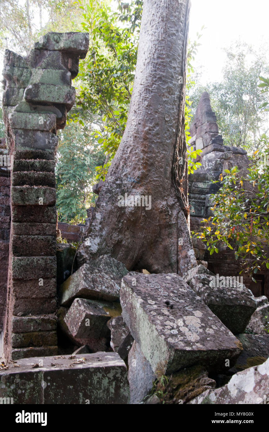 Siem reap Cambodia, Ta Prohm a 12th century temple wall with Spung tree ...
