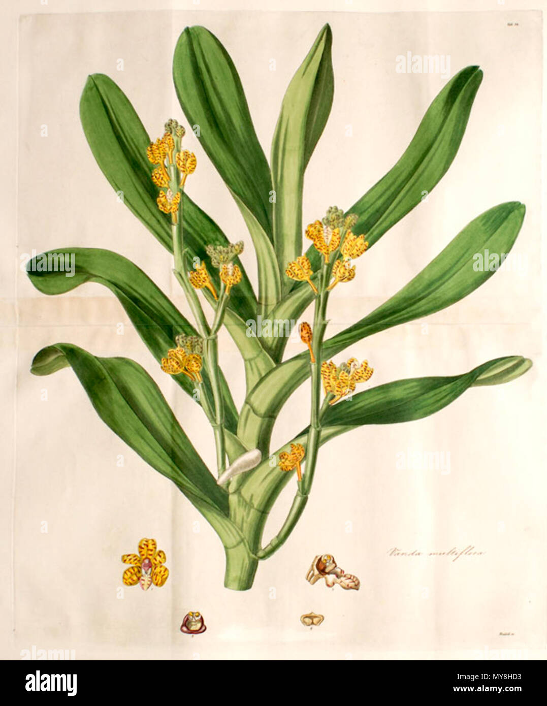 . English: Illustration of Acampe rigida as Vanda multiflora from ...
