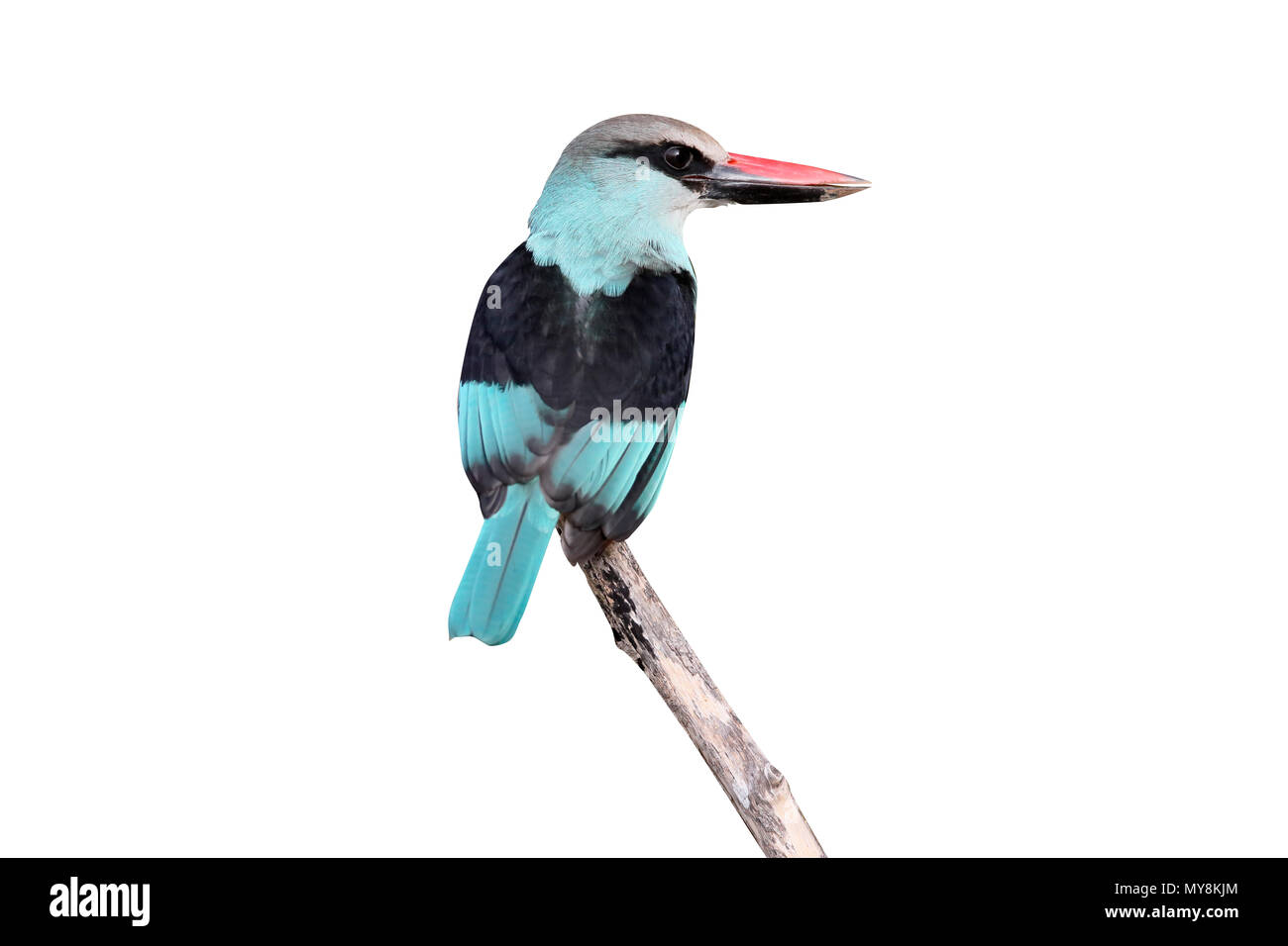 Halcyon bird Cut Out Stock Images & Pictures - Alamy