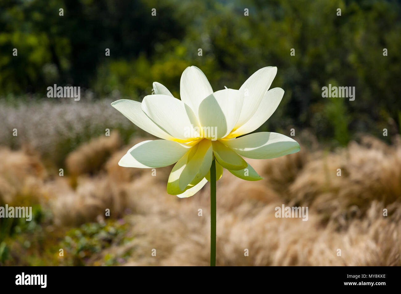 White Lotus flower on a field Stock Photo - Alamy