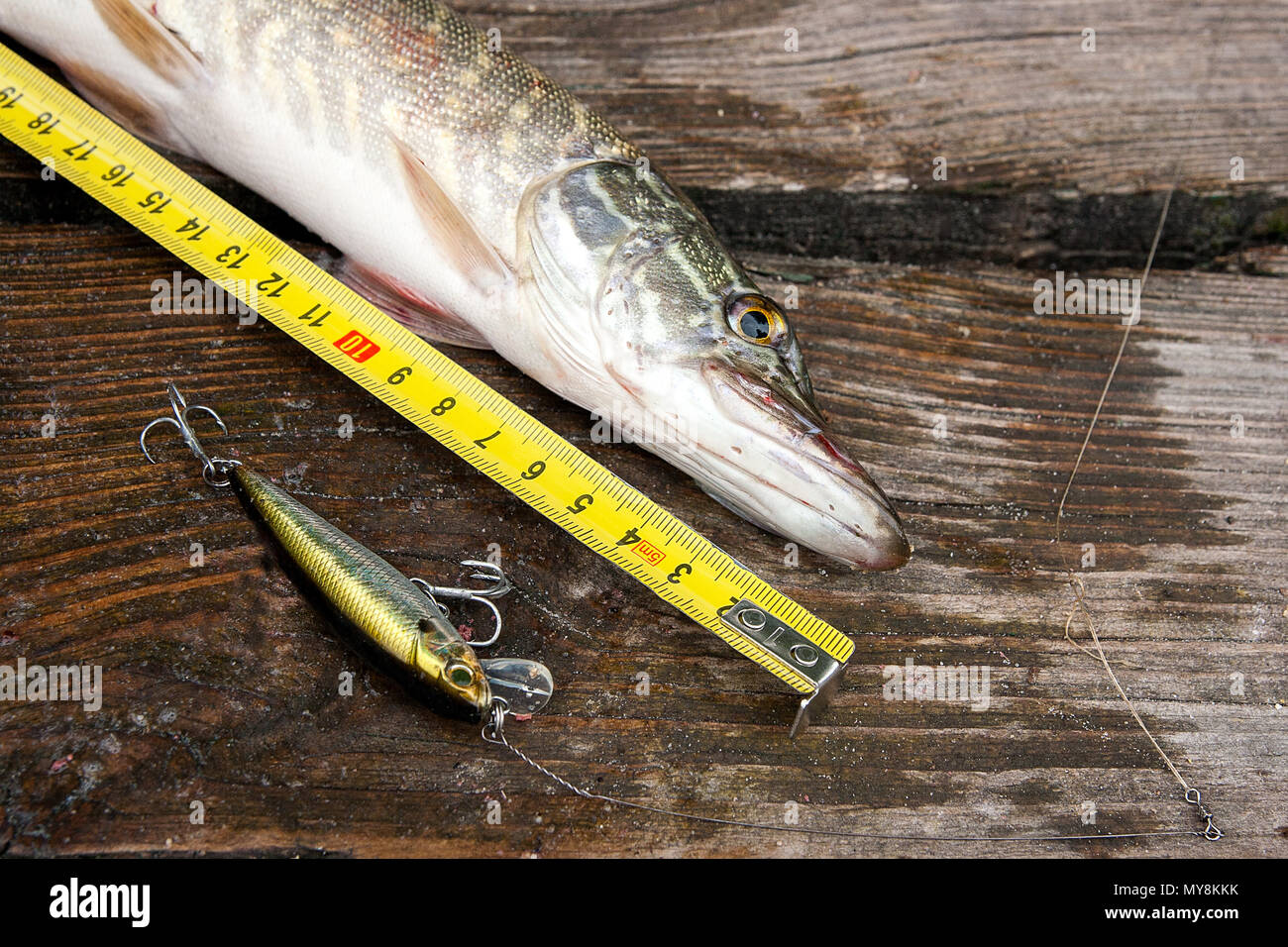 Freshwater Northern pike fish know as Esox Lucius and tape-measure ...