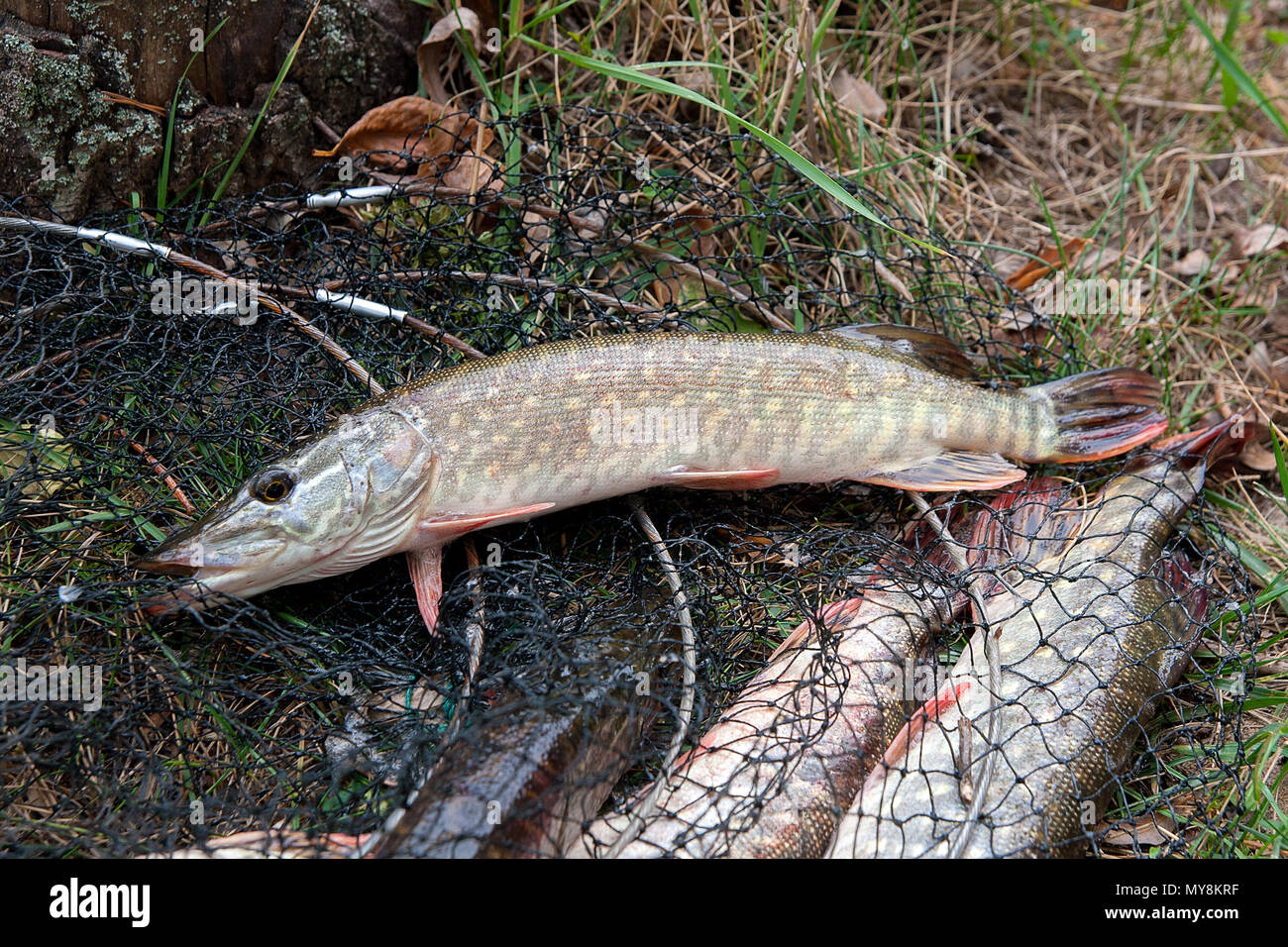 Freshwater Northern pike fish know as Esox Lucius lying on landing net ...