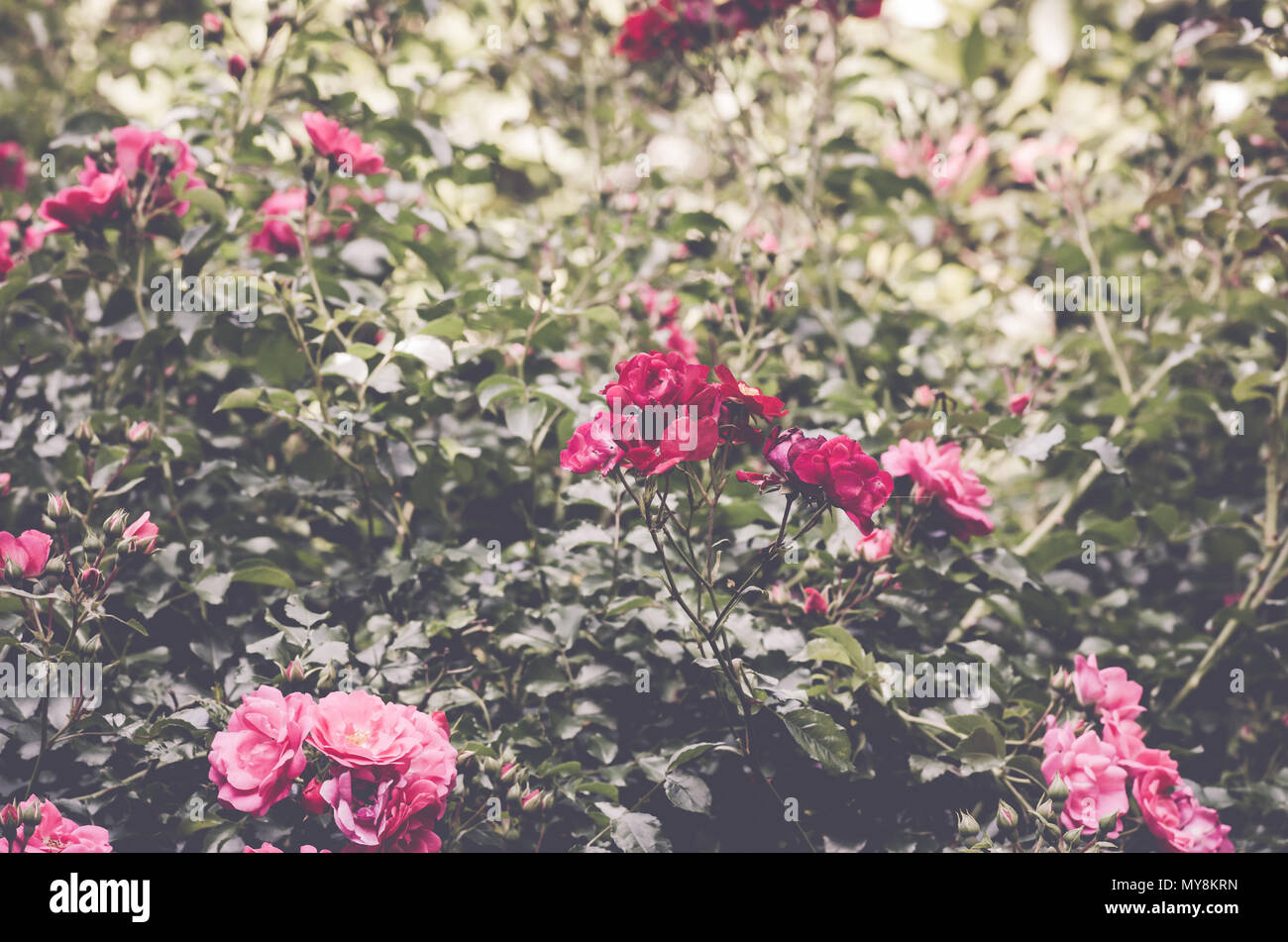 rose flowering bush seasonal backdrop Stock Photo - Alamy