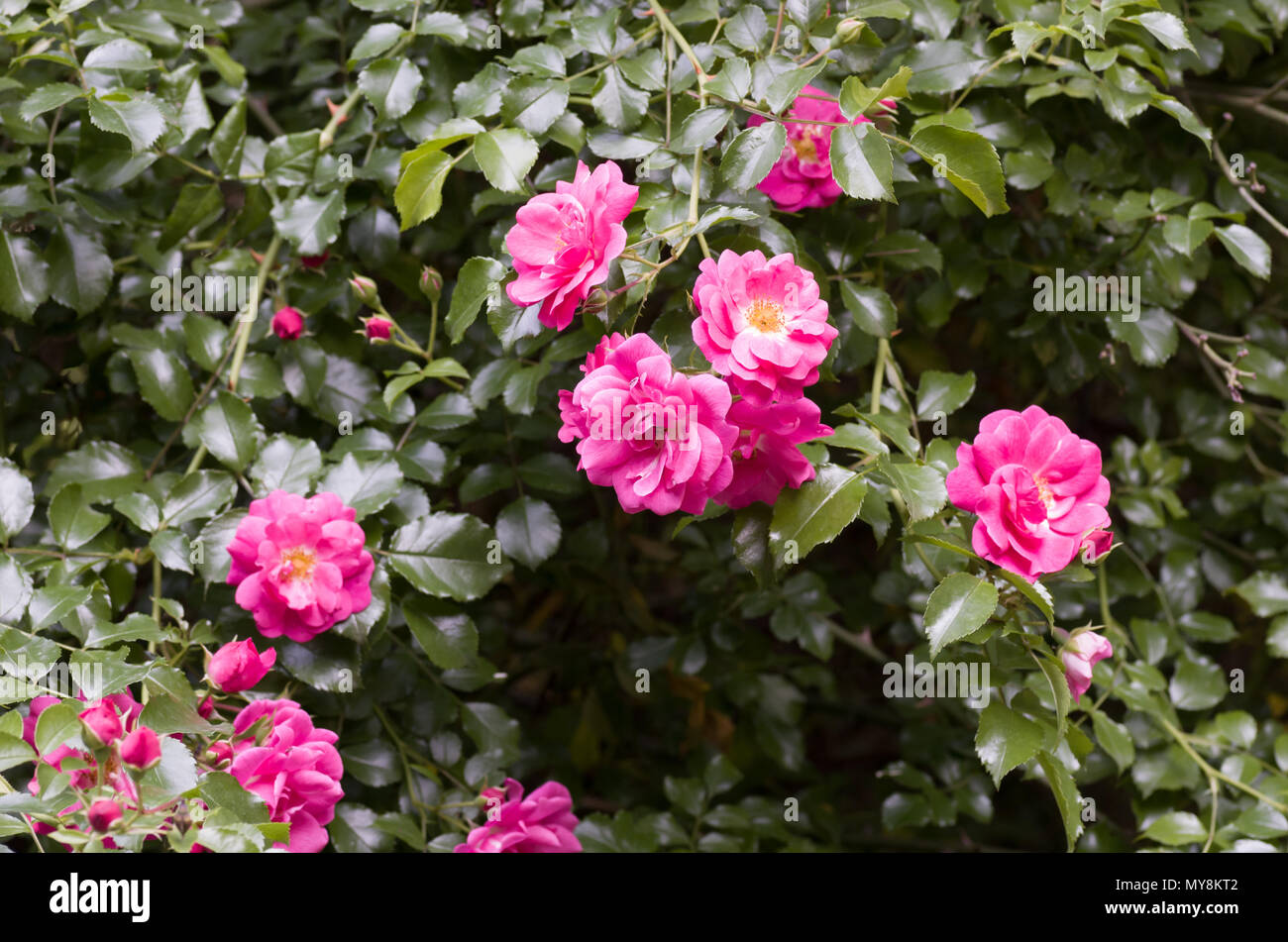rose flowering bush seasonal backdrop Stock Photo - Alamy
