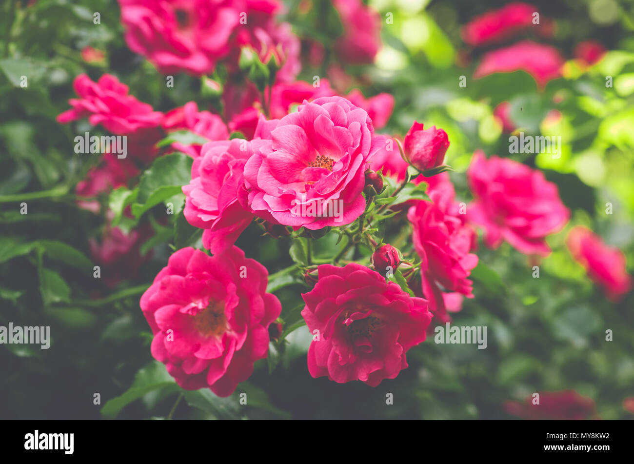 rose flowering bush seasonal backdrop Stock Photo - Alamy