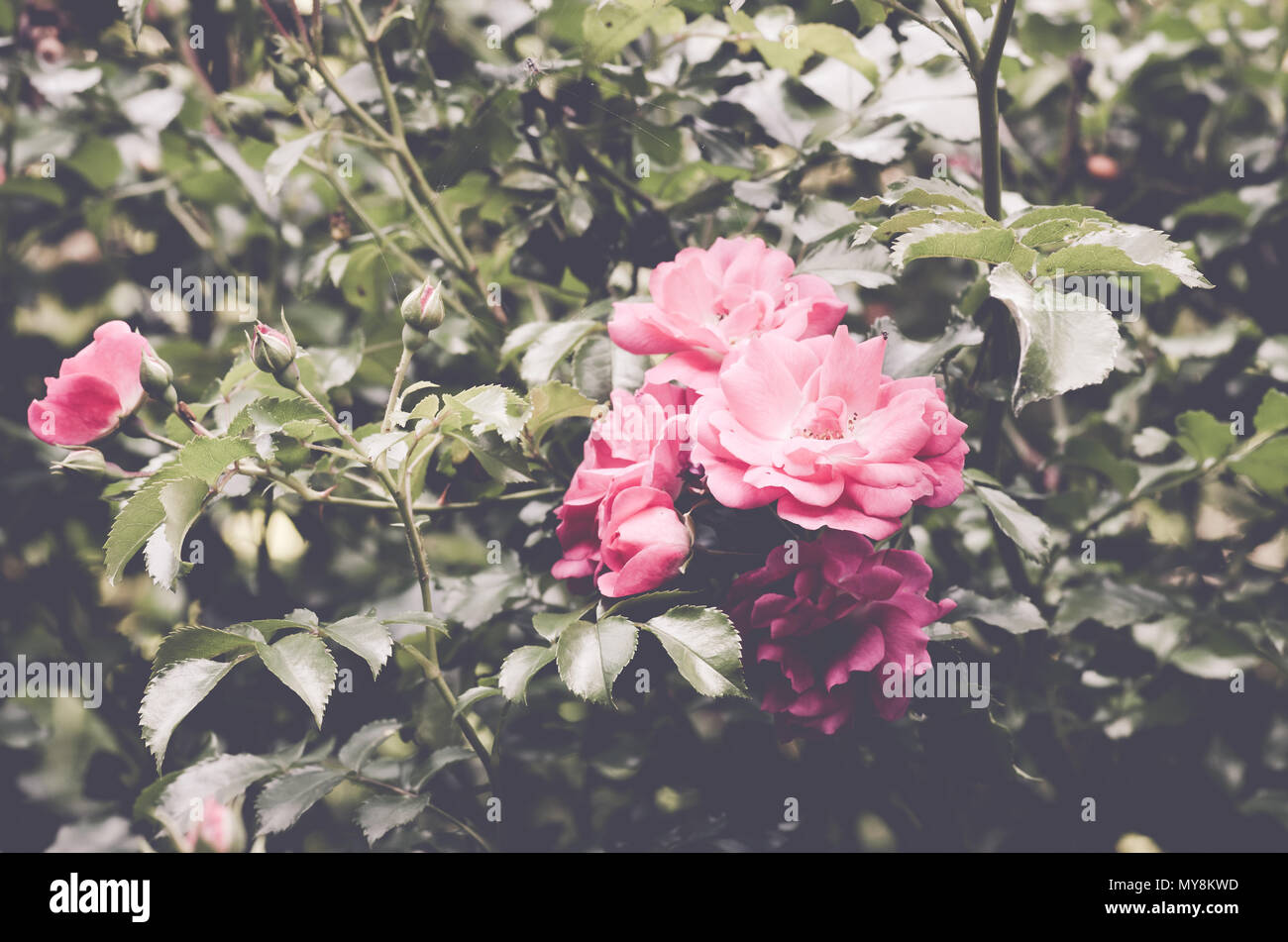 rose flowering bush seasonal backdrop Stock Photo - Alamy