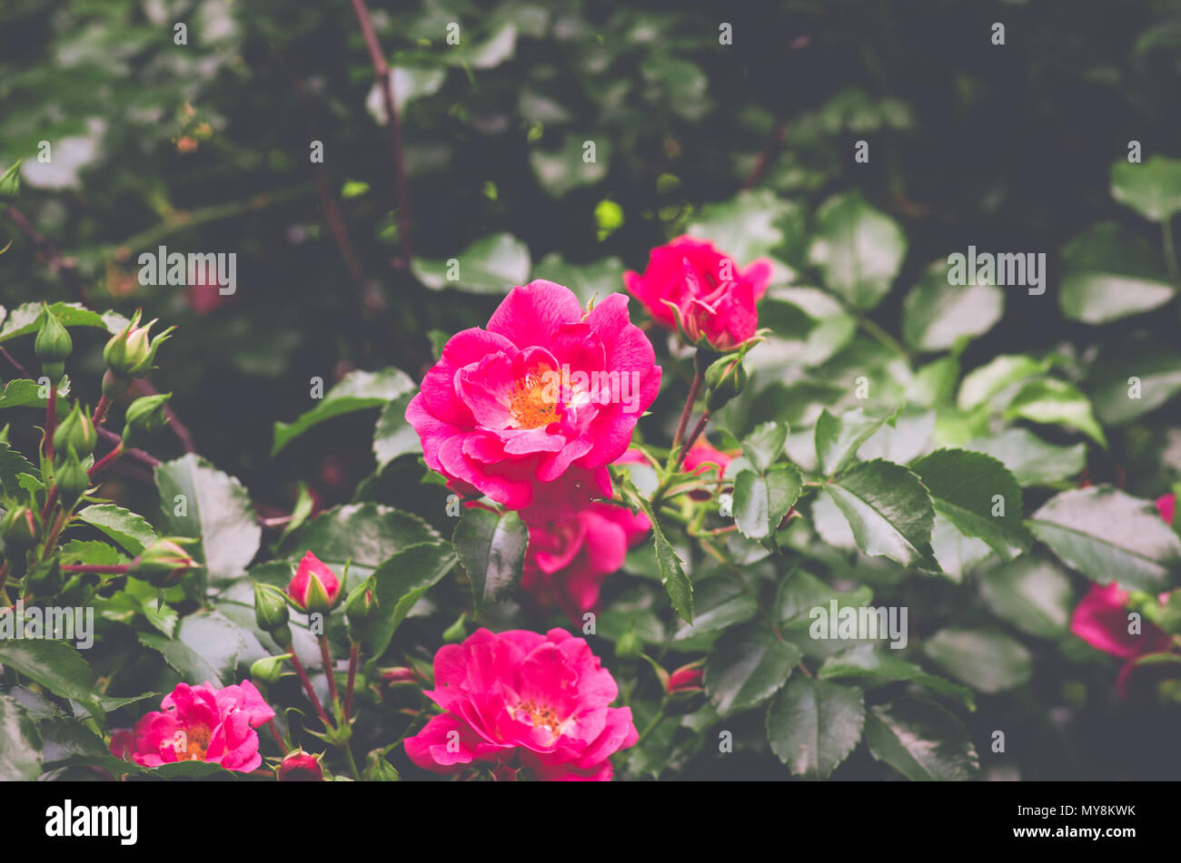 rose flowering bush seasonal backdrop Stock Photo - Alamy