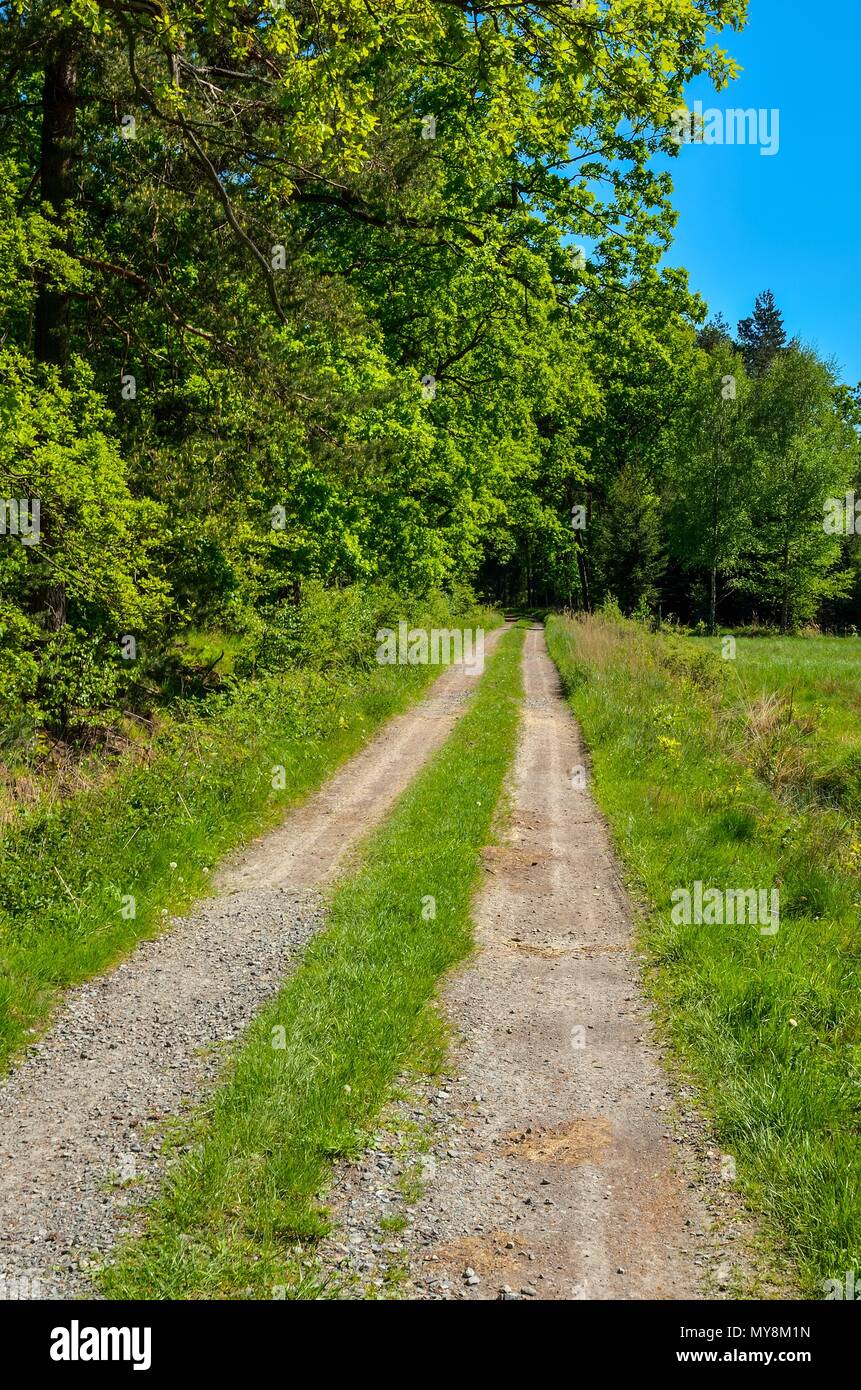 Spring forest landscape. A road among green trees Stock Photo - Alamy