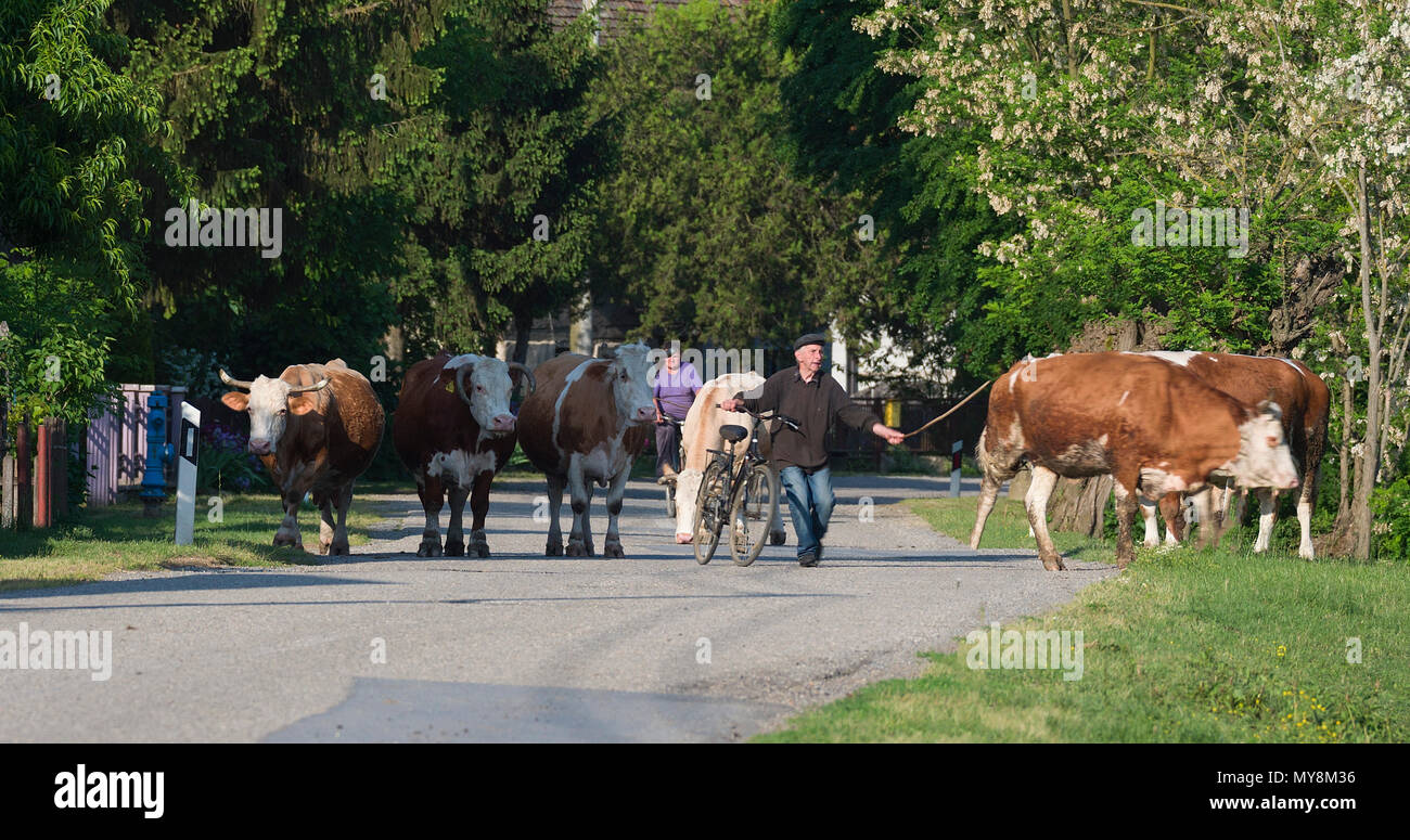 Cow on street village hi-res stock photography and images - Alamy