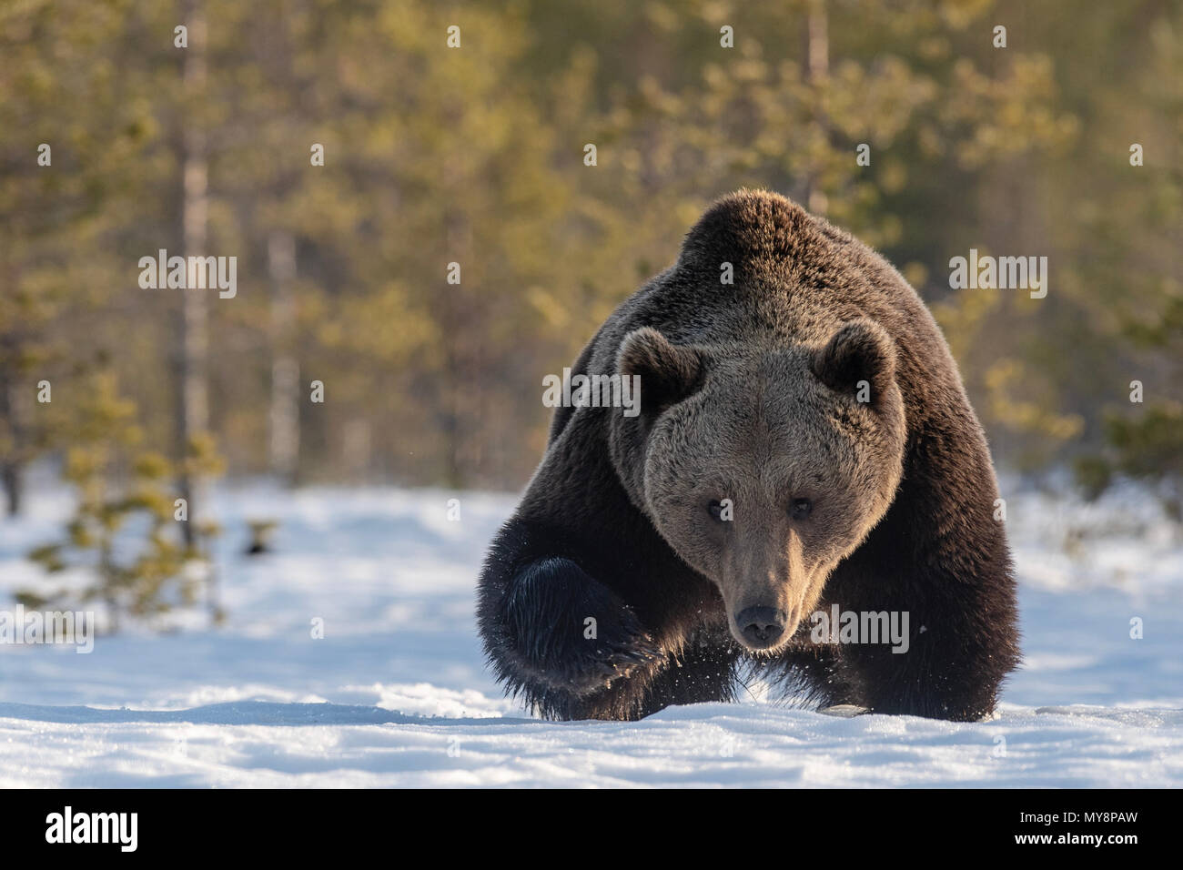 Aggressive bear hi-res stock photography and images - Alamy