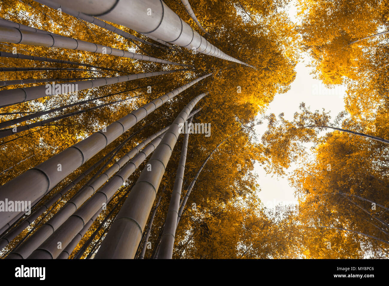 Golden grove bamboo hi-res stock photography and images - Alamy