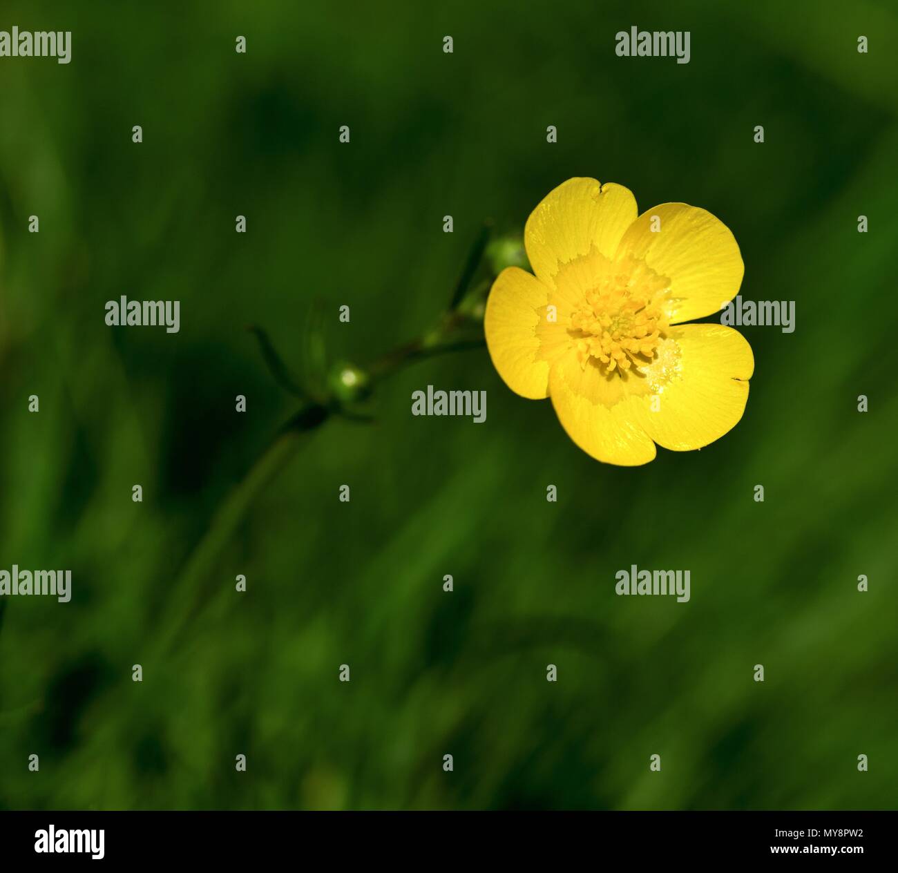 Buttercup weed hi-res stock photography and images - Alamy