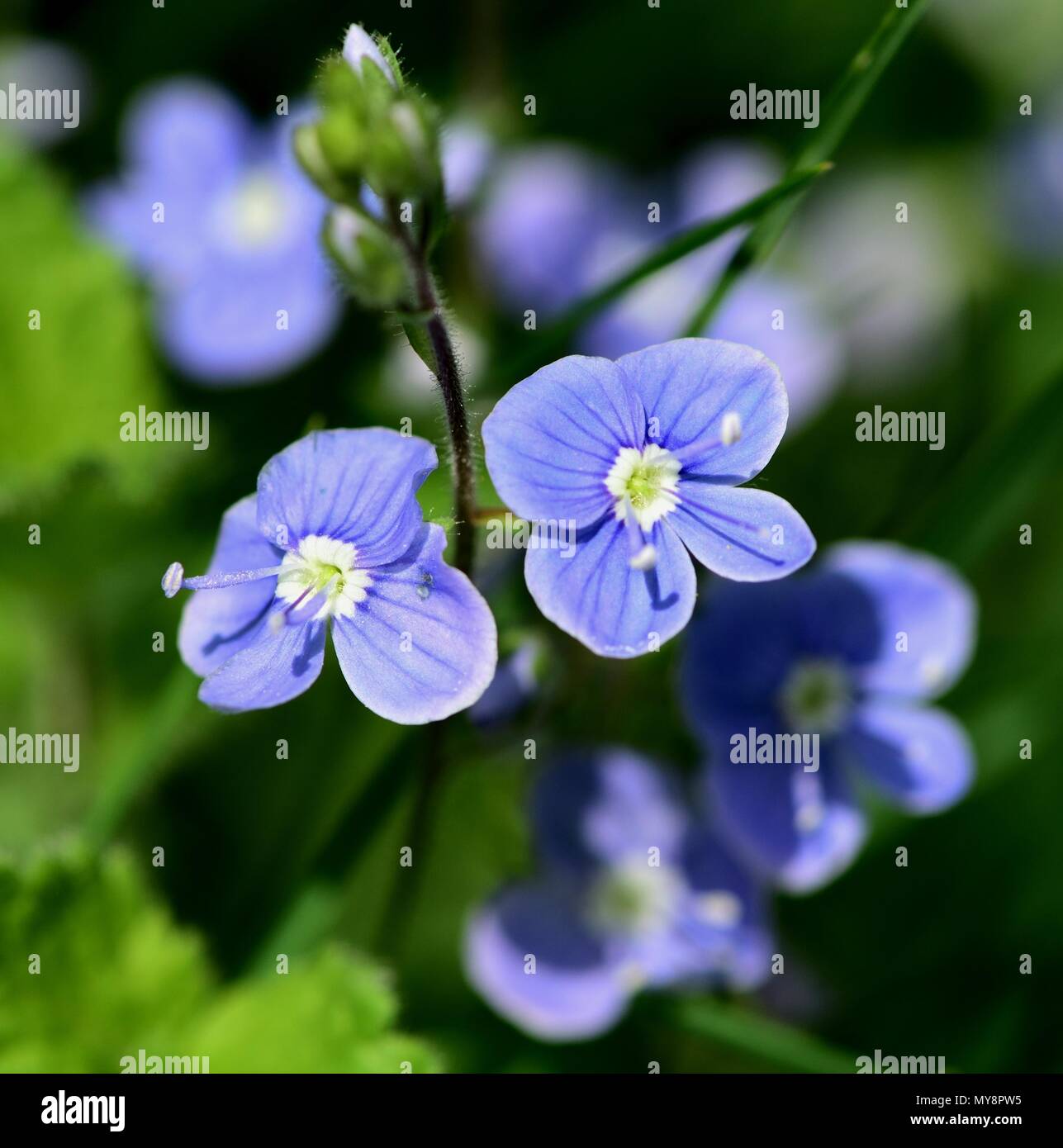 Birds eye speedwell blue flower hi-res stock photography and images - Alamy