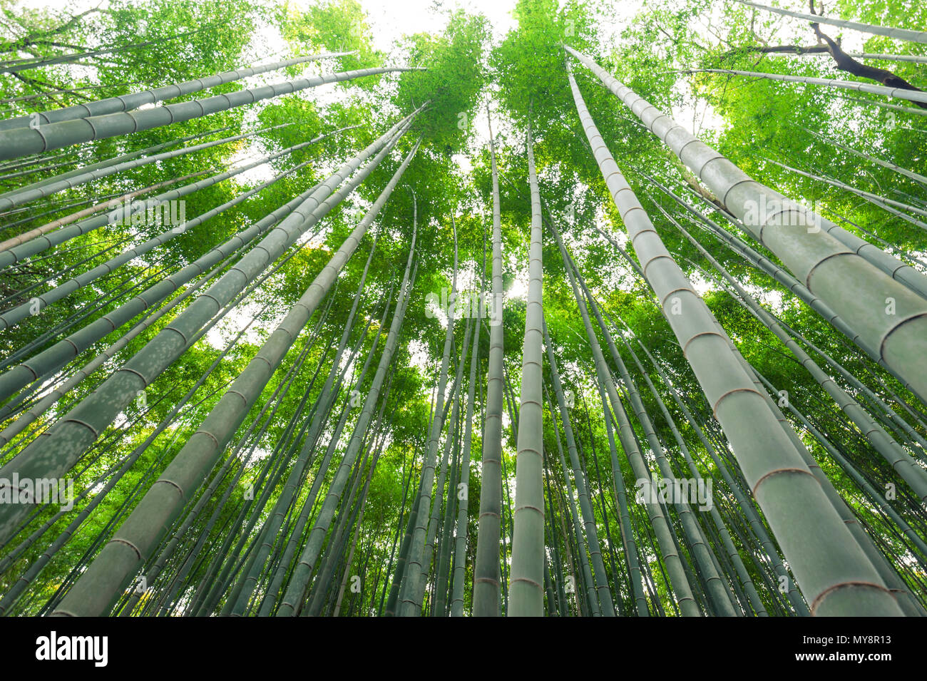 Bamboo grove, bamboo forest at Arashiyama, Kyoto, Japan Stock Photo - Alamy