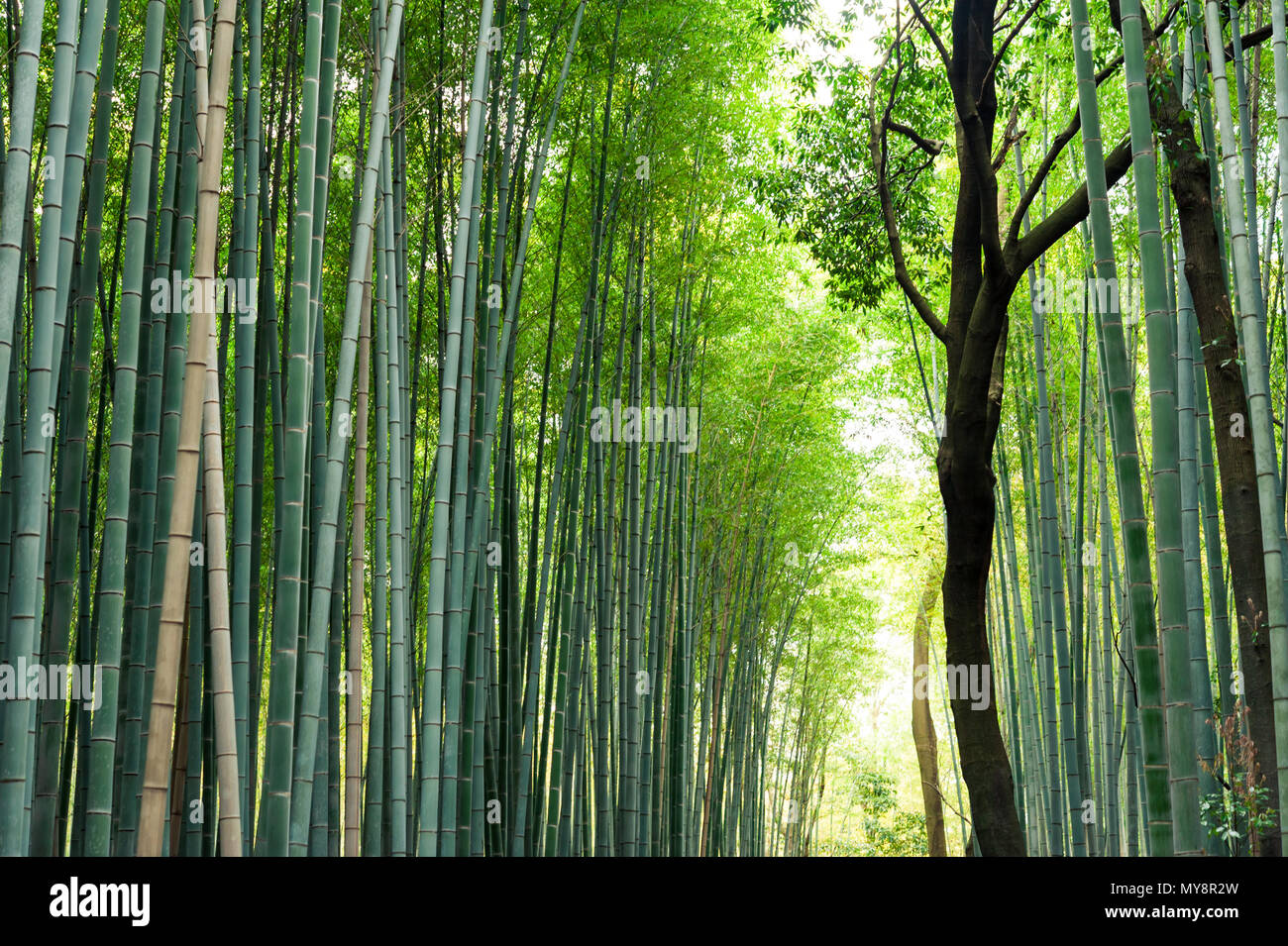 Bamboo grove, bamboo forest at Arashiyama, Kyoto, Japan Stock Photo - Alamy