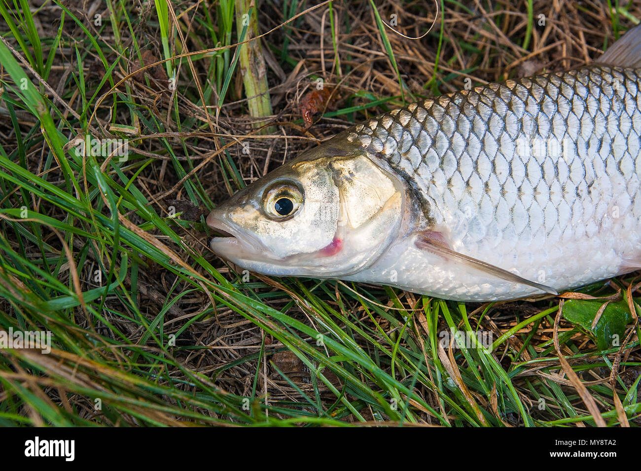 Close up view of the just taken from the water freshwater chub fish ...